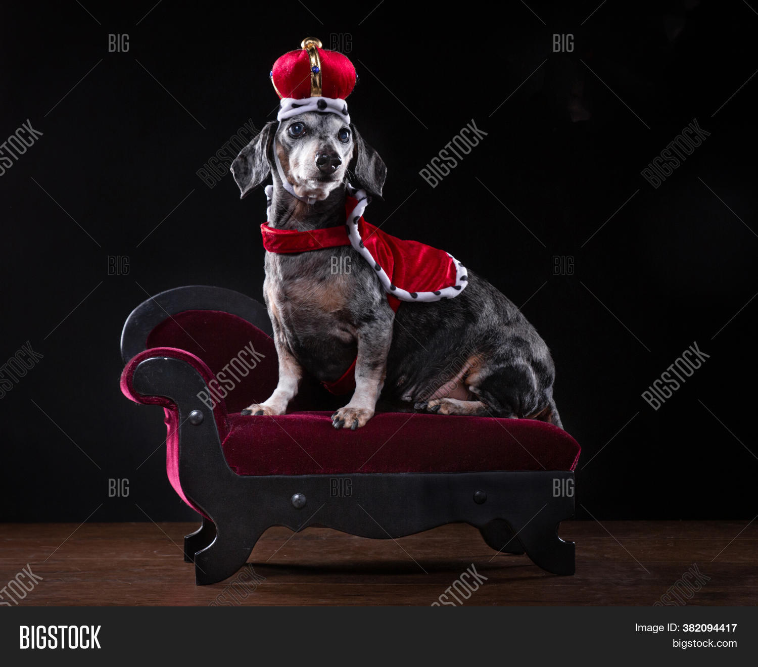 Studio Shot Dog On Image & Photo (Free Trial) | Bigstock