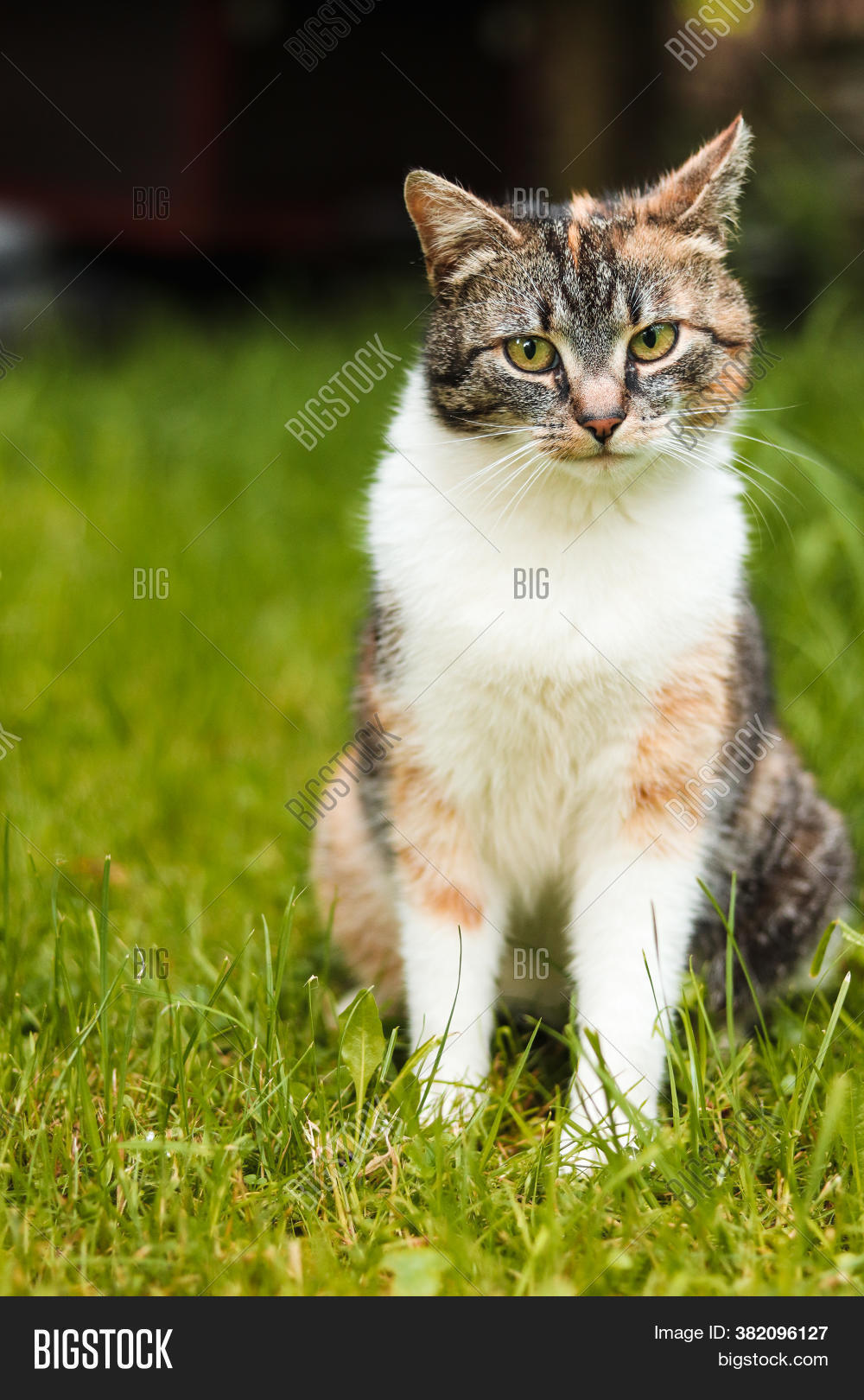 Curious Look Young Image & Photo (Free Trial) | Bigstock