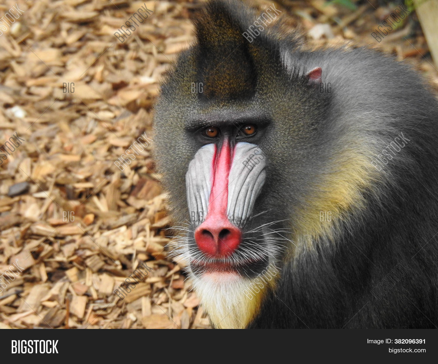 Male Mandrill Fierce Image & Photo (Free Trial) | Bigstock