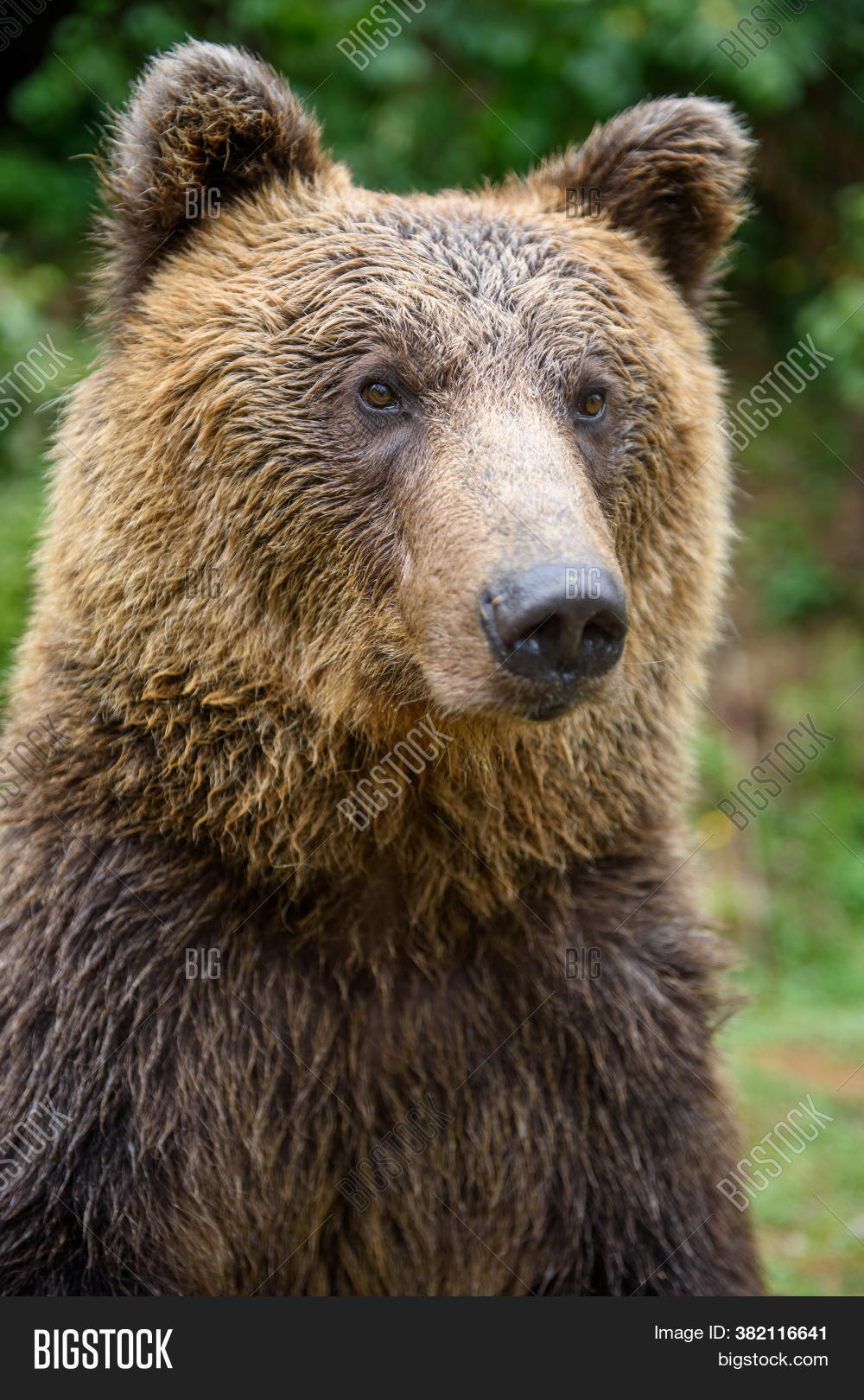 Wild Adult Brown Bear Image & Photo (Free Trial) | Bigstock