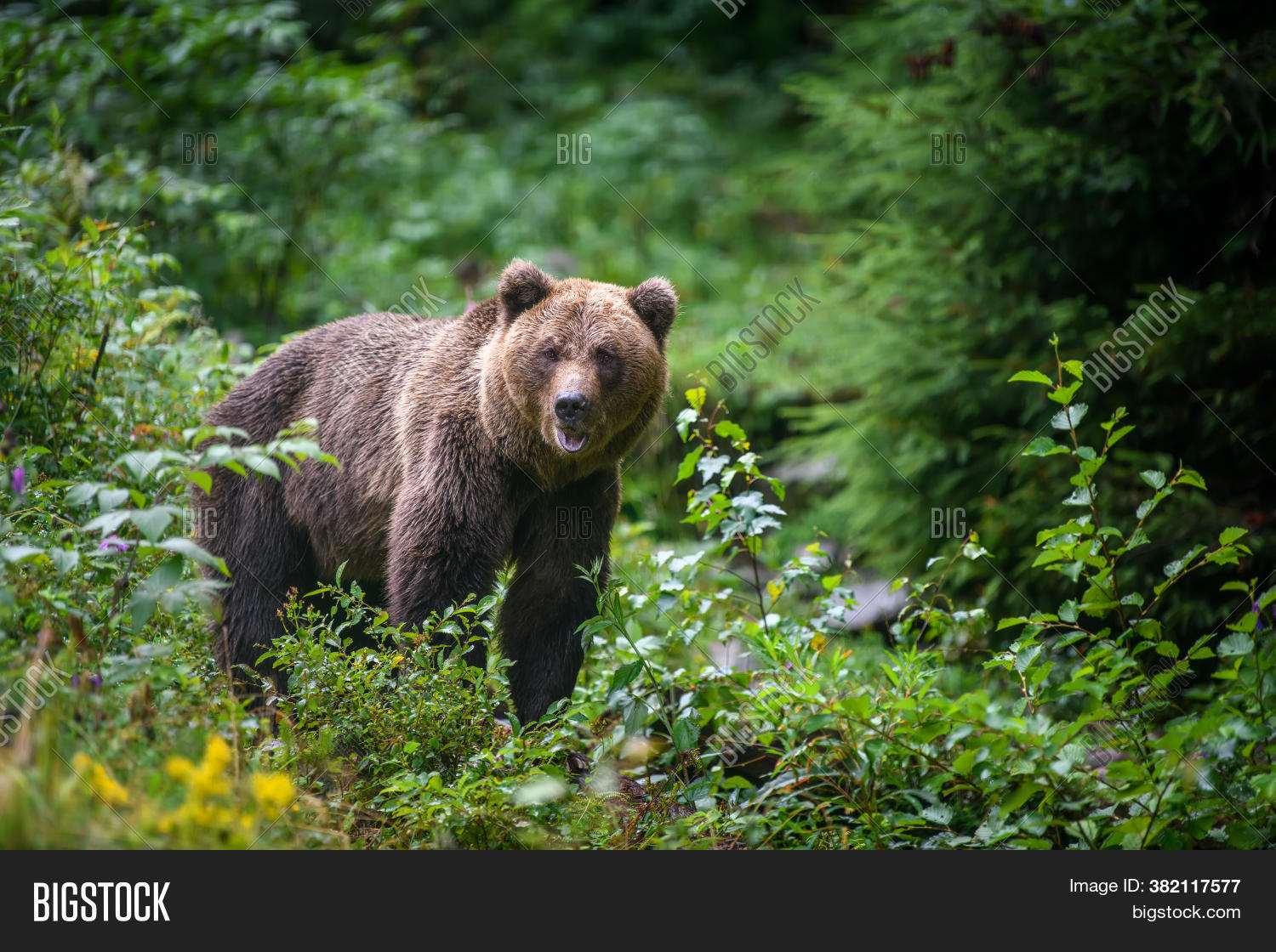 Wild Adult Brown Bear Image & Photo (Free Trial) | Bigstock