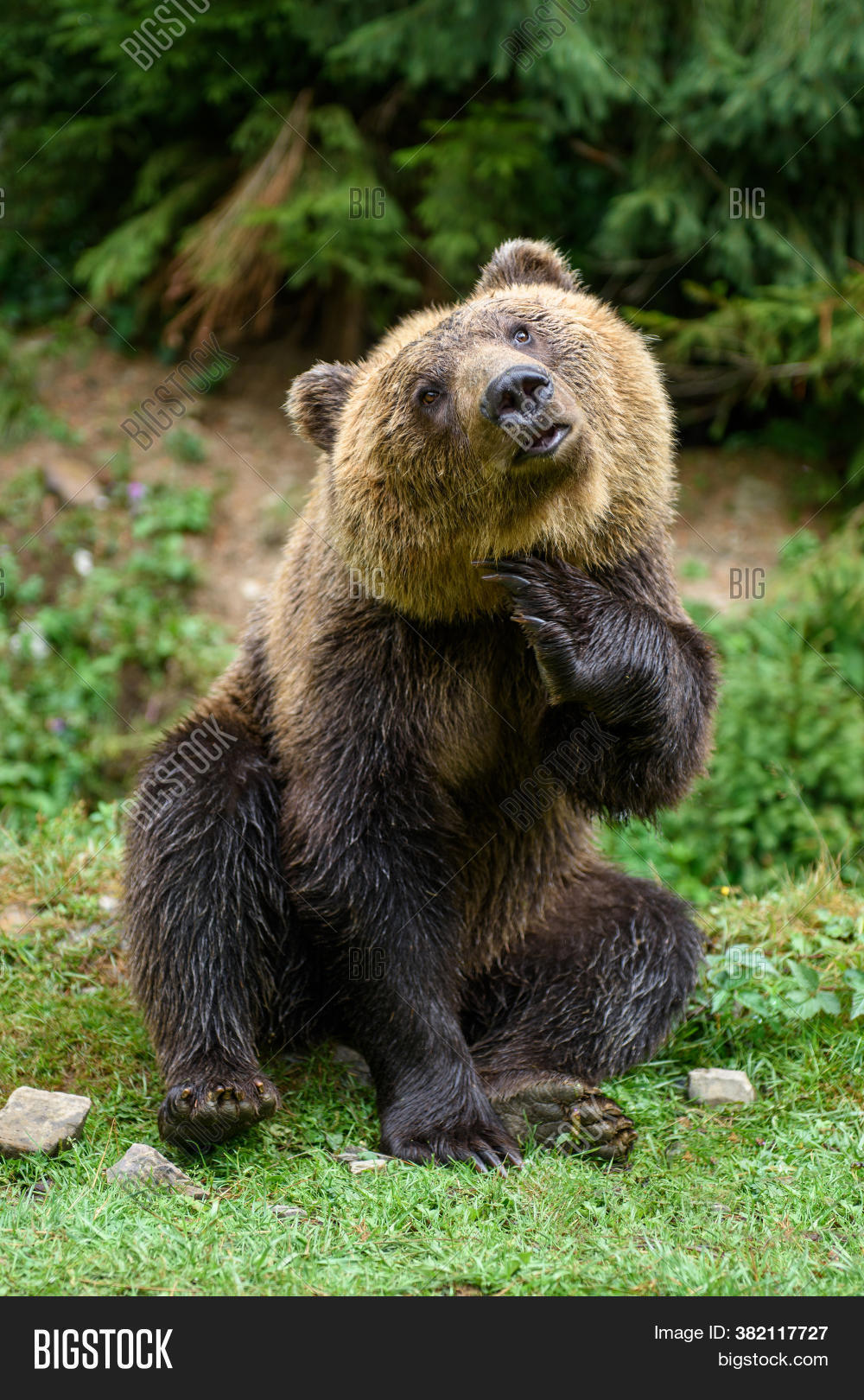 Brown Bear Sitting Image & Photo (Free Trial) | Bigstock
