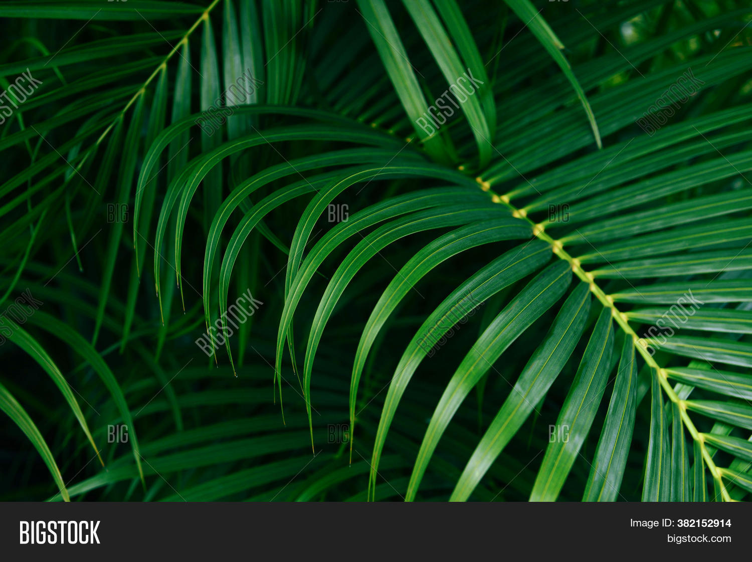 Plam Leaves Natural Image & Photo (Free Trial) | Bigstock