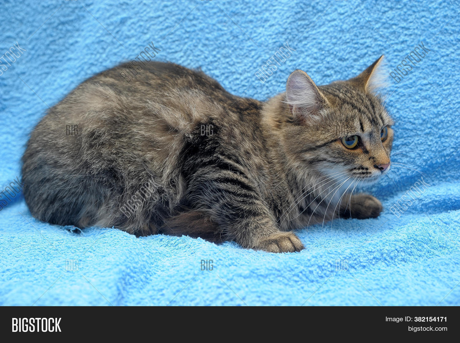Gray Tabby Cat On Blue Image & Photo (Free Trial) | Bigstock