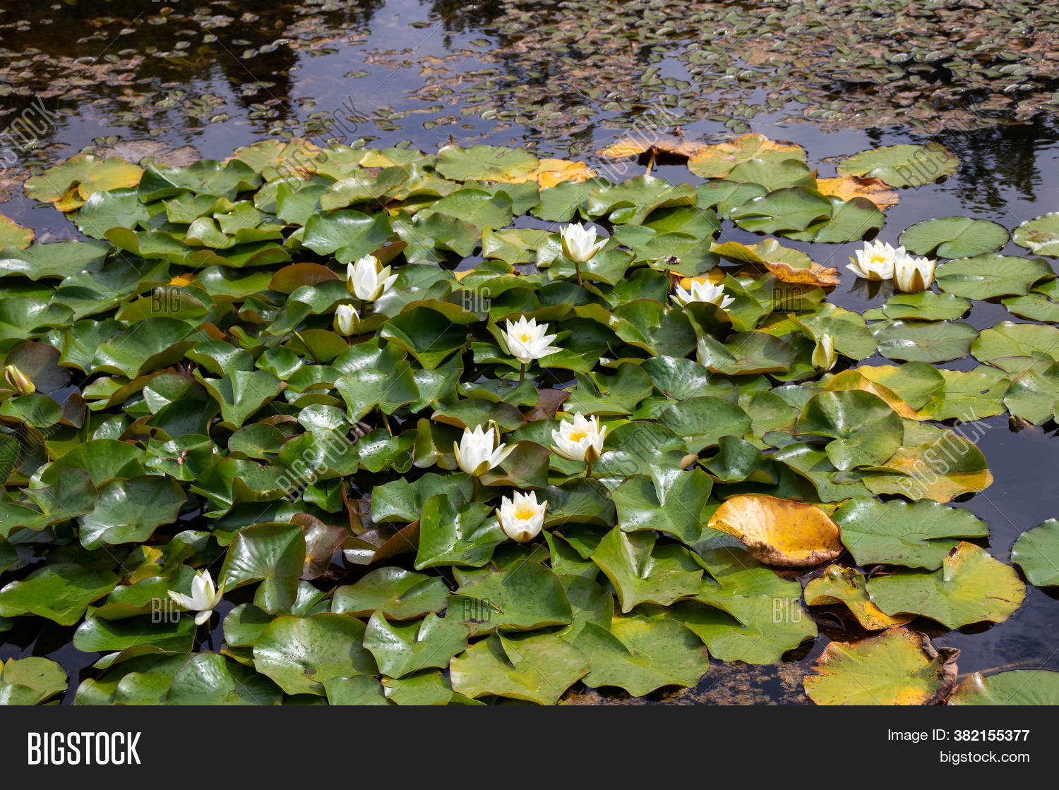 White Waterlily Image & Photo (Free Trial) | Bigstock