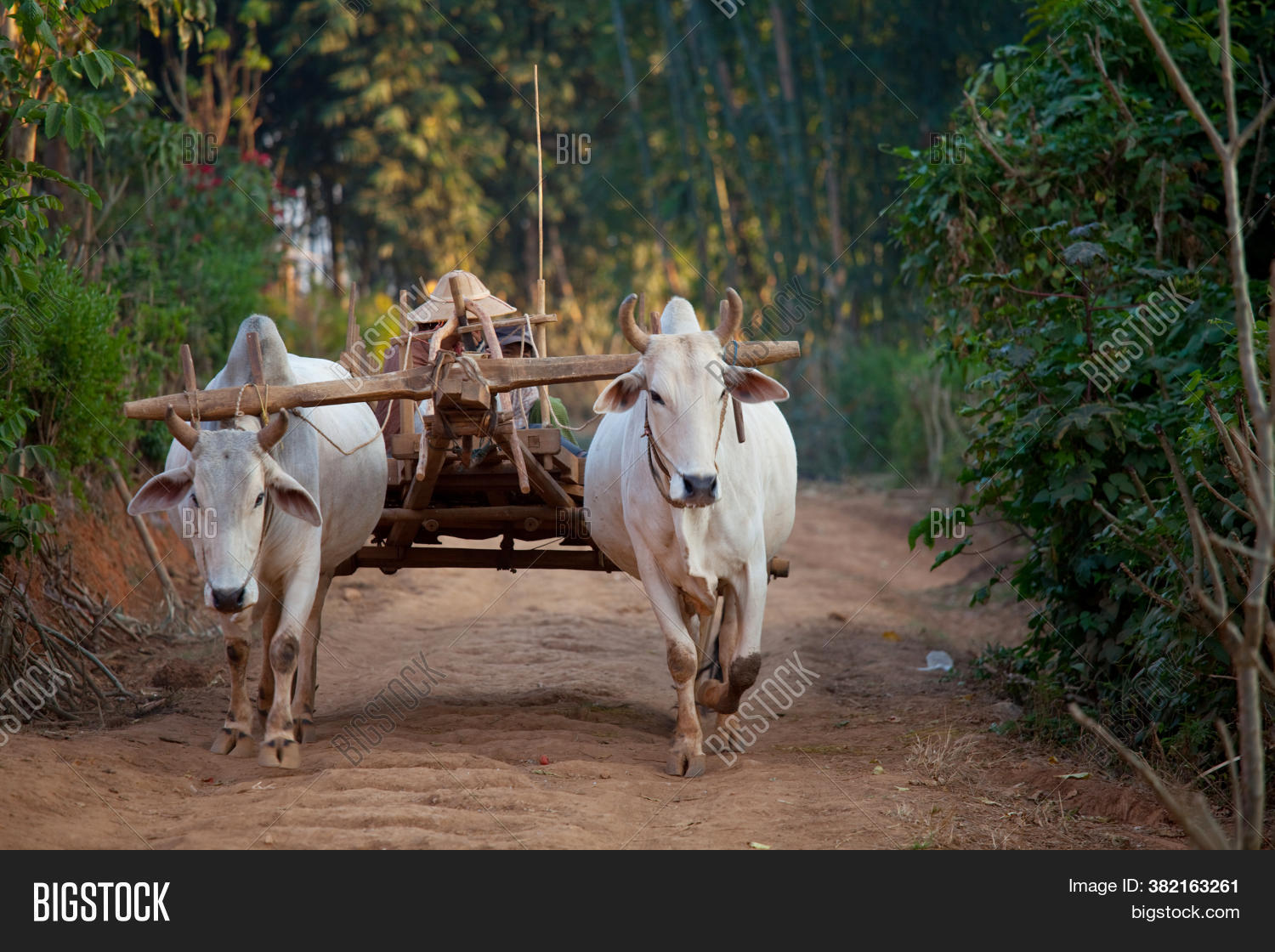 Two White Oxen Pulling Image & Photo (Free Trial) | Bigstock