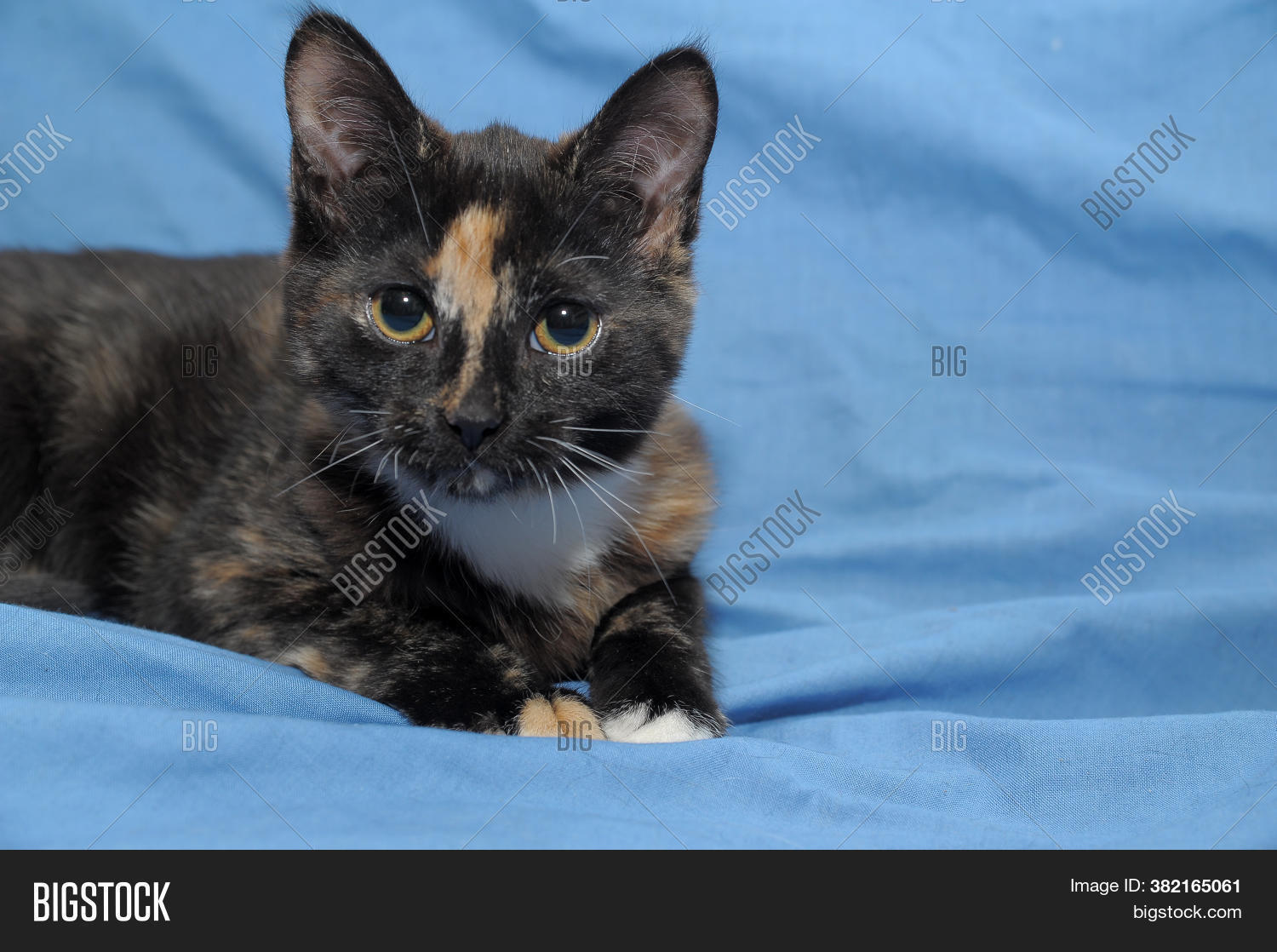 Beautiful Cat On Blue Image & Photo (Free Trial) | Bigstock