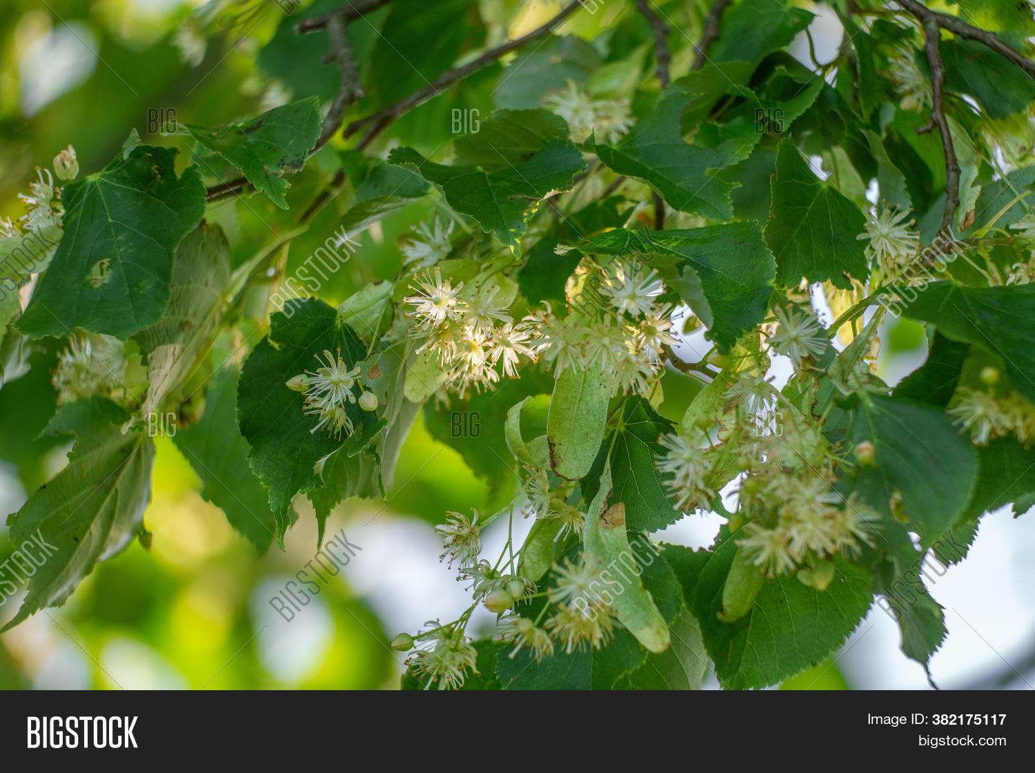 Beautiful Linden Tree Image & Photo (Free Trial) | Bigstock