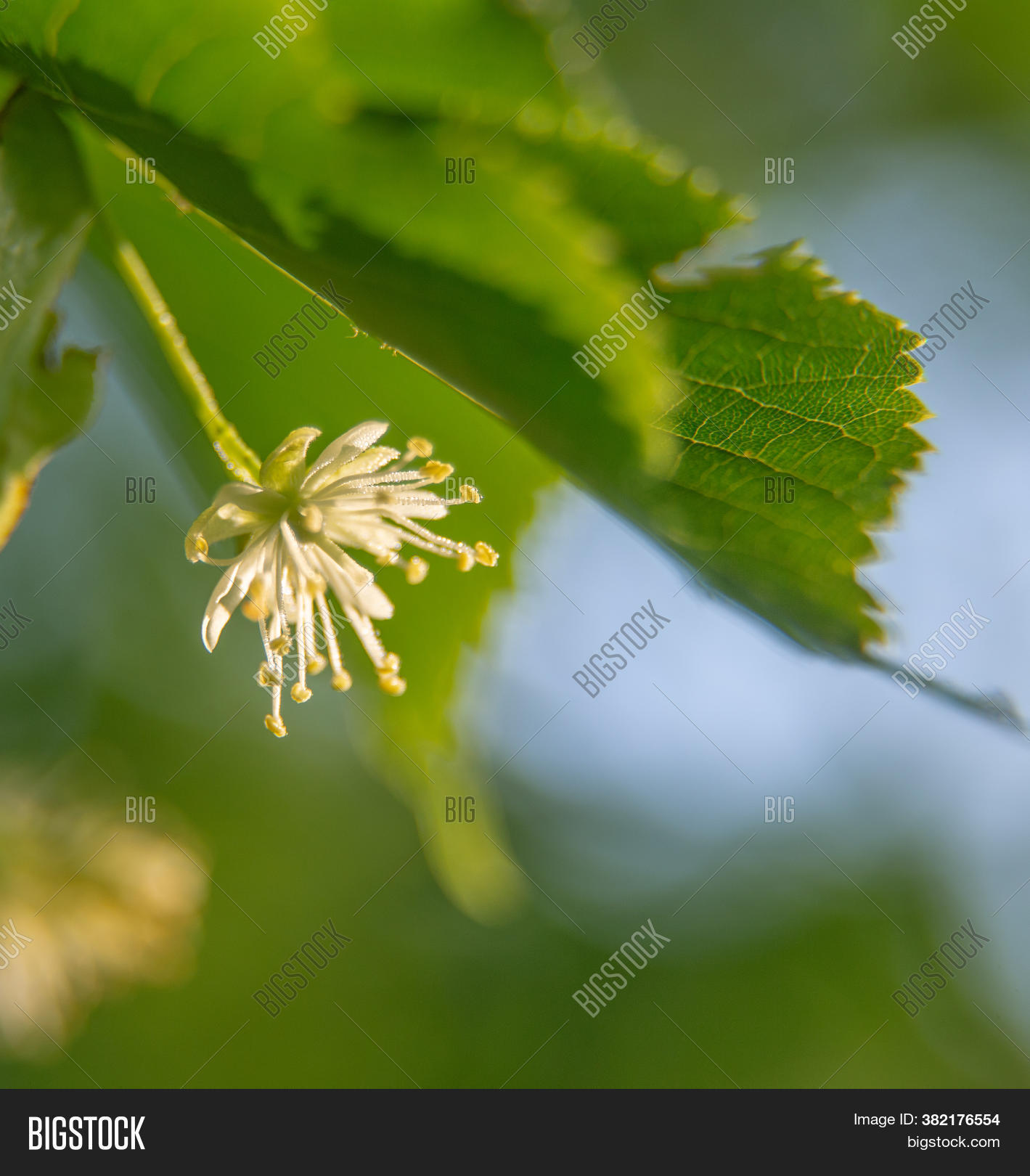 Beautiful Linden Tree Image & Photo (Free Trial) | Bigstock