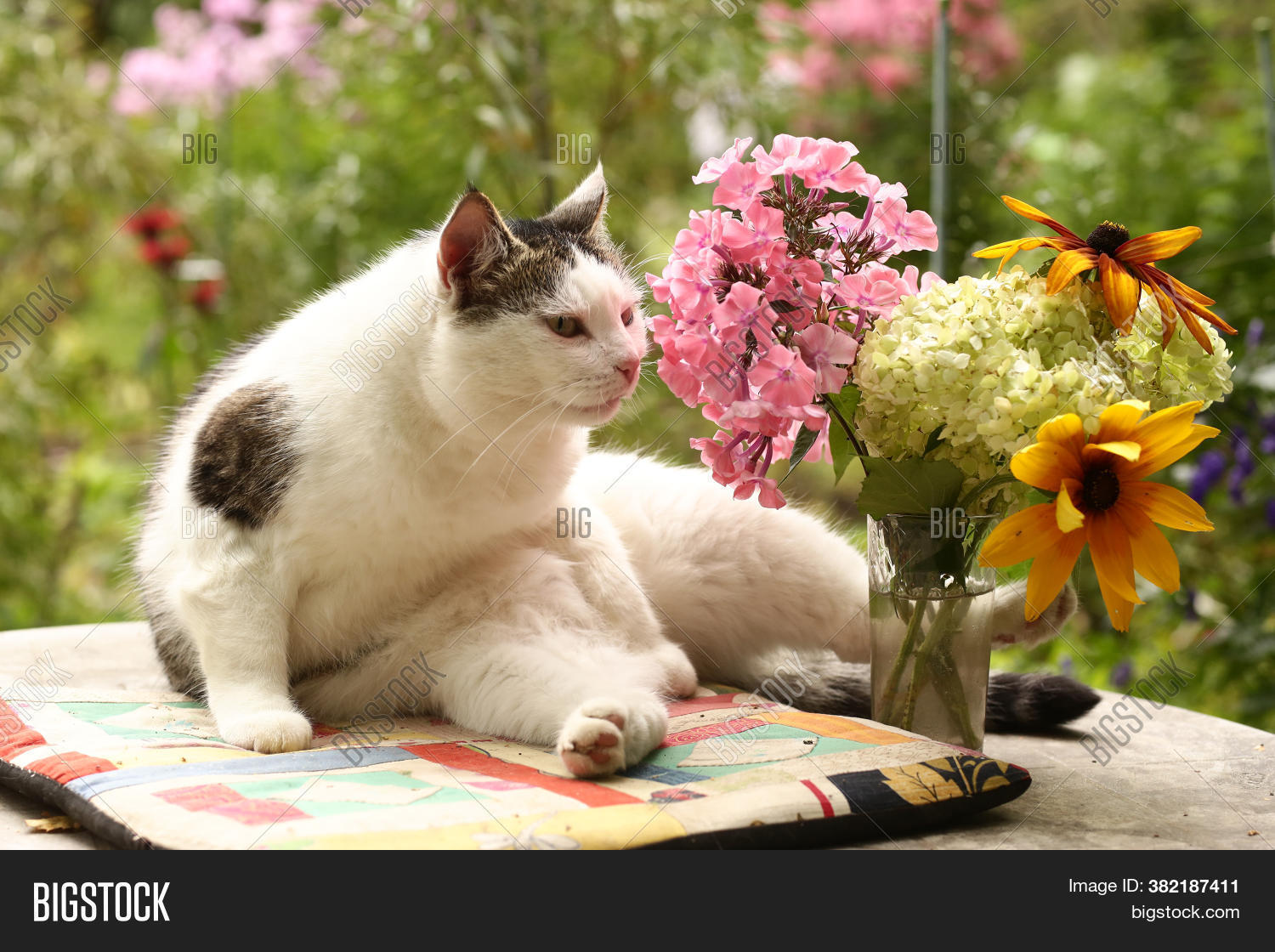 Country Funny Cat Image & Photo (Free Trial) | Bigstock