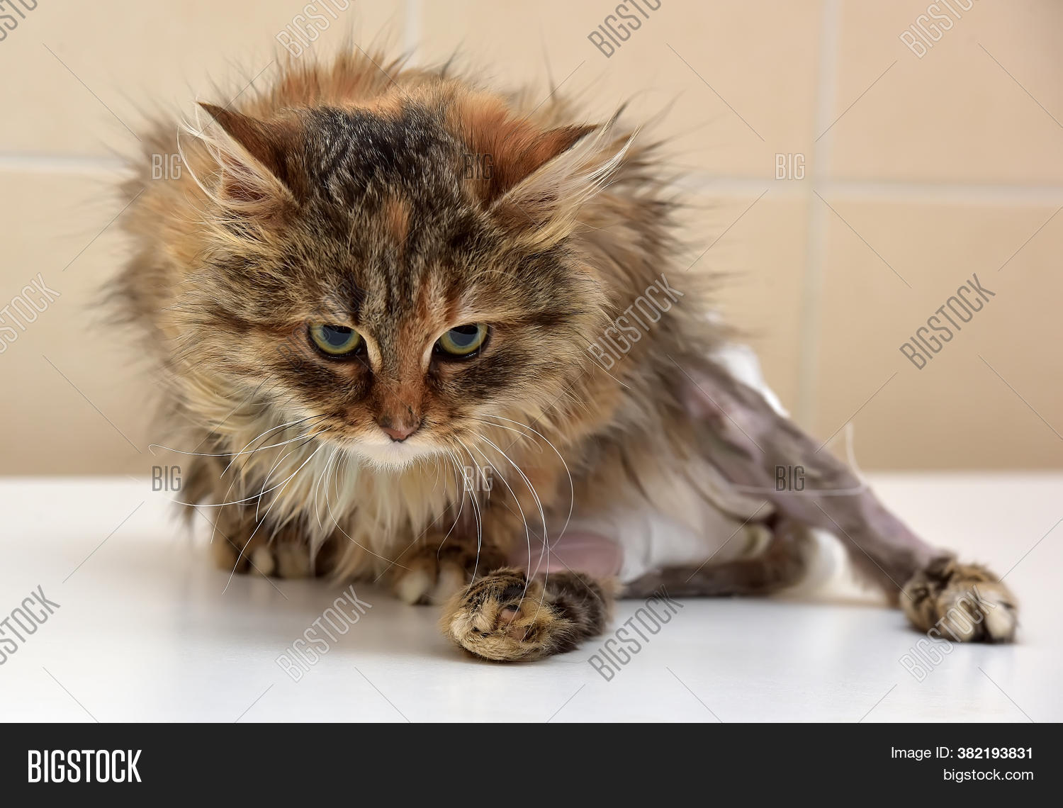 Sick Cat Who Suffered Image & Photo (Free Trial) | Bigstock