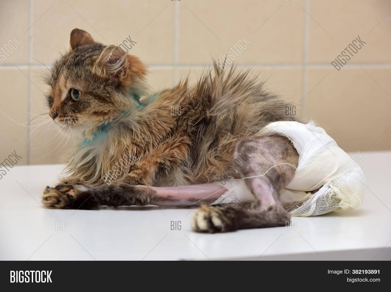 Sick Cat Who Suffered Image & Photo (Free Trial) | Bigstock