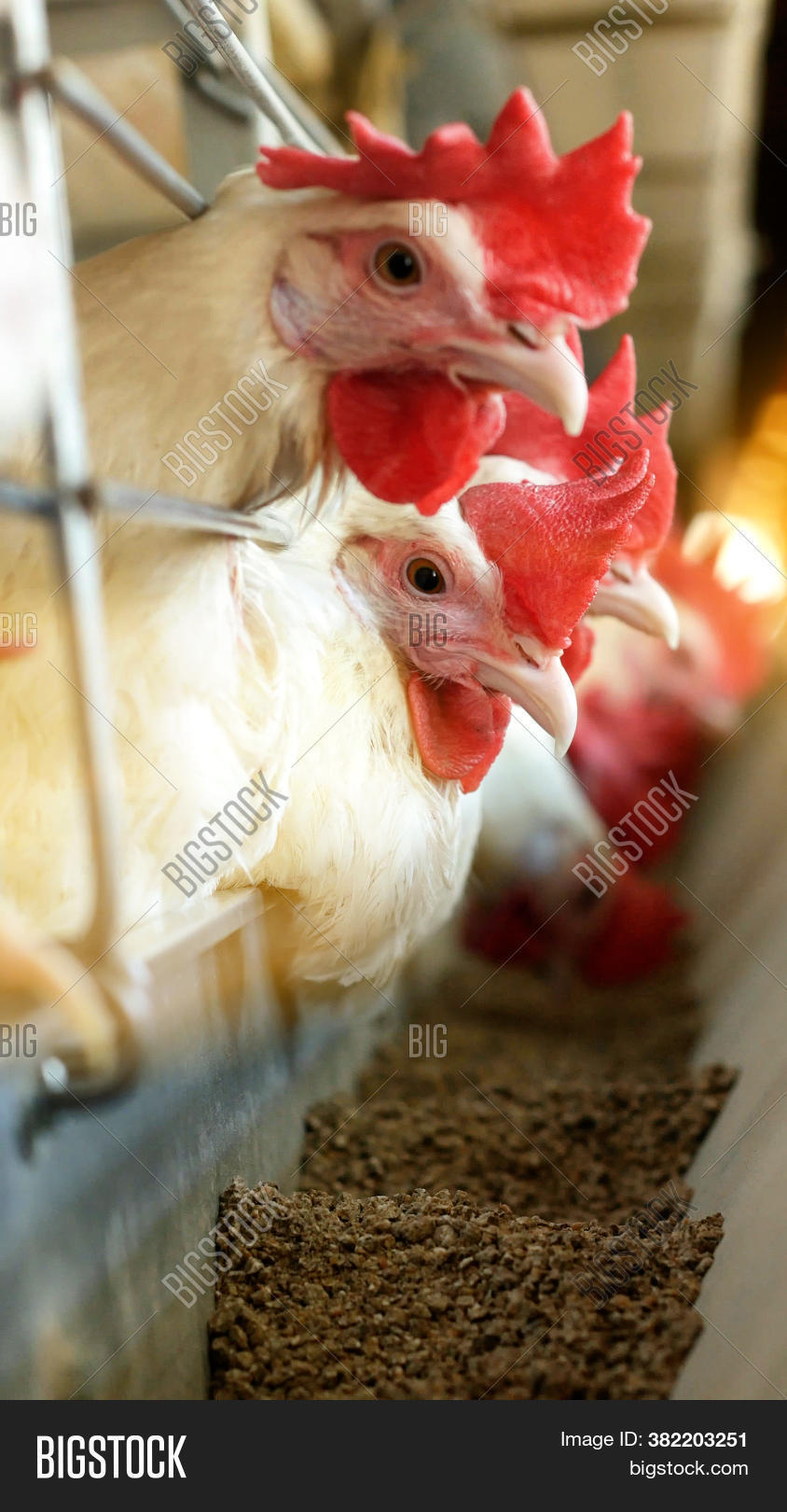 White Chickens Red Image & Photo (Free Trial) | Bigstock