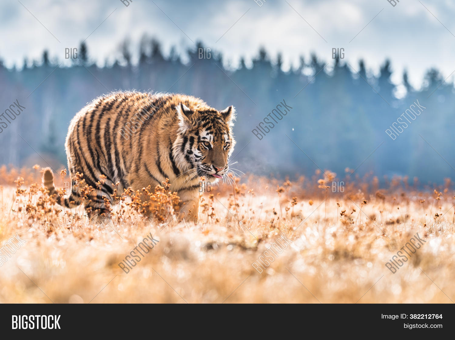 Siberian Tiger Running Image & Photo (Free Trial) | Bigstock