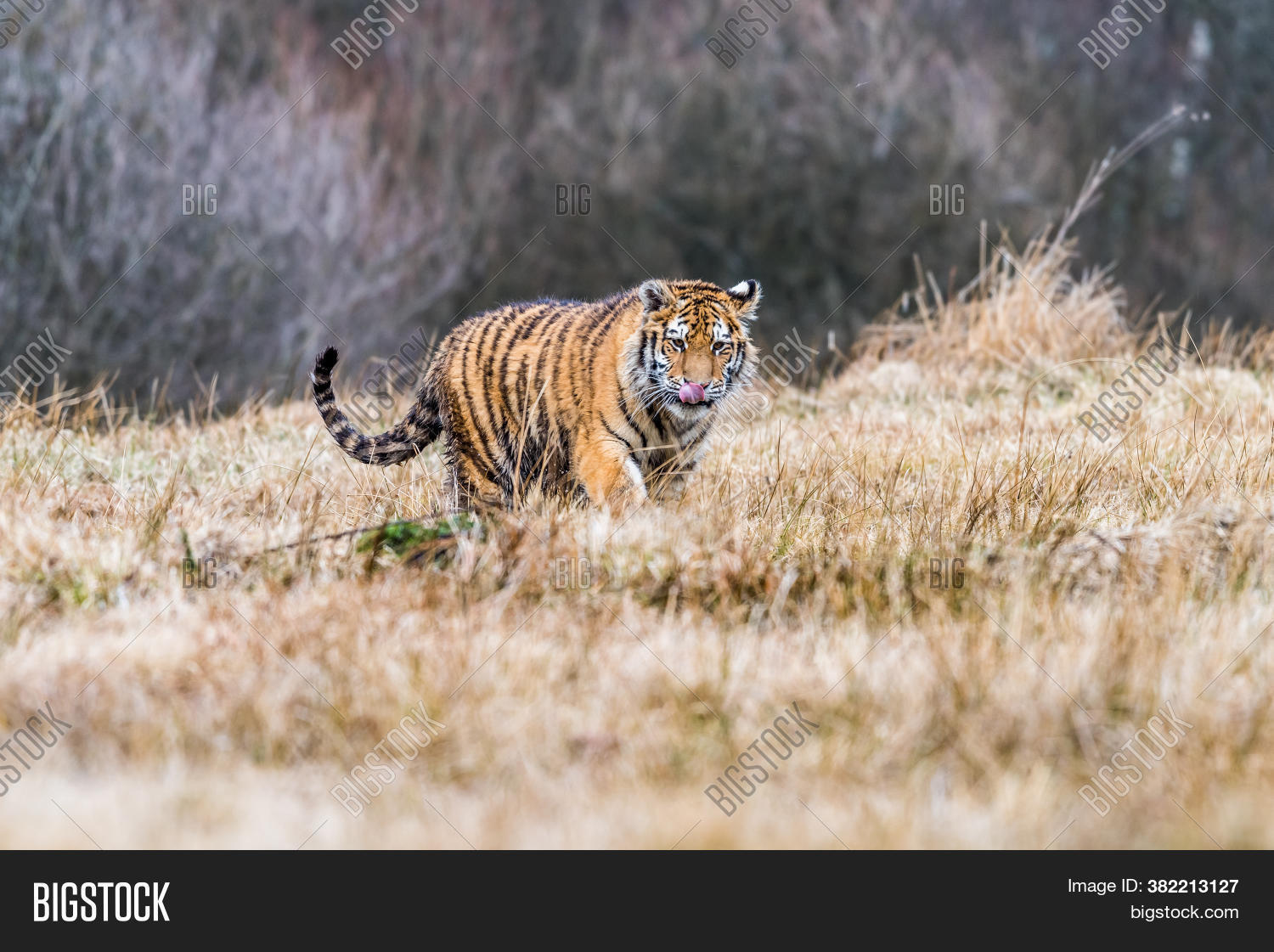 Siberian Tiger Running Image & Photo (Free Trial) | Bigstock