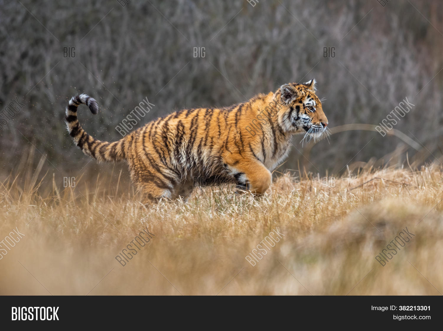 Siberian Tiger Running Image & Photo (Free Trial) | Bigstock