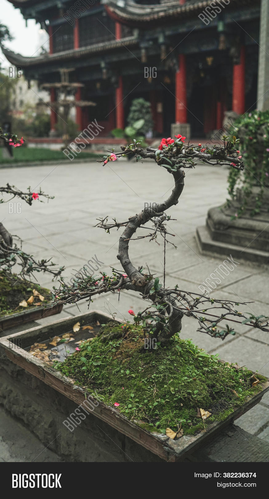 Small Bonsai Tree Red Image & Photo (Free Trial) | Bigstock