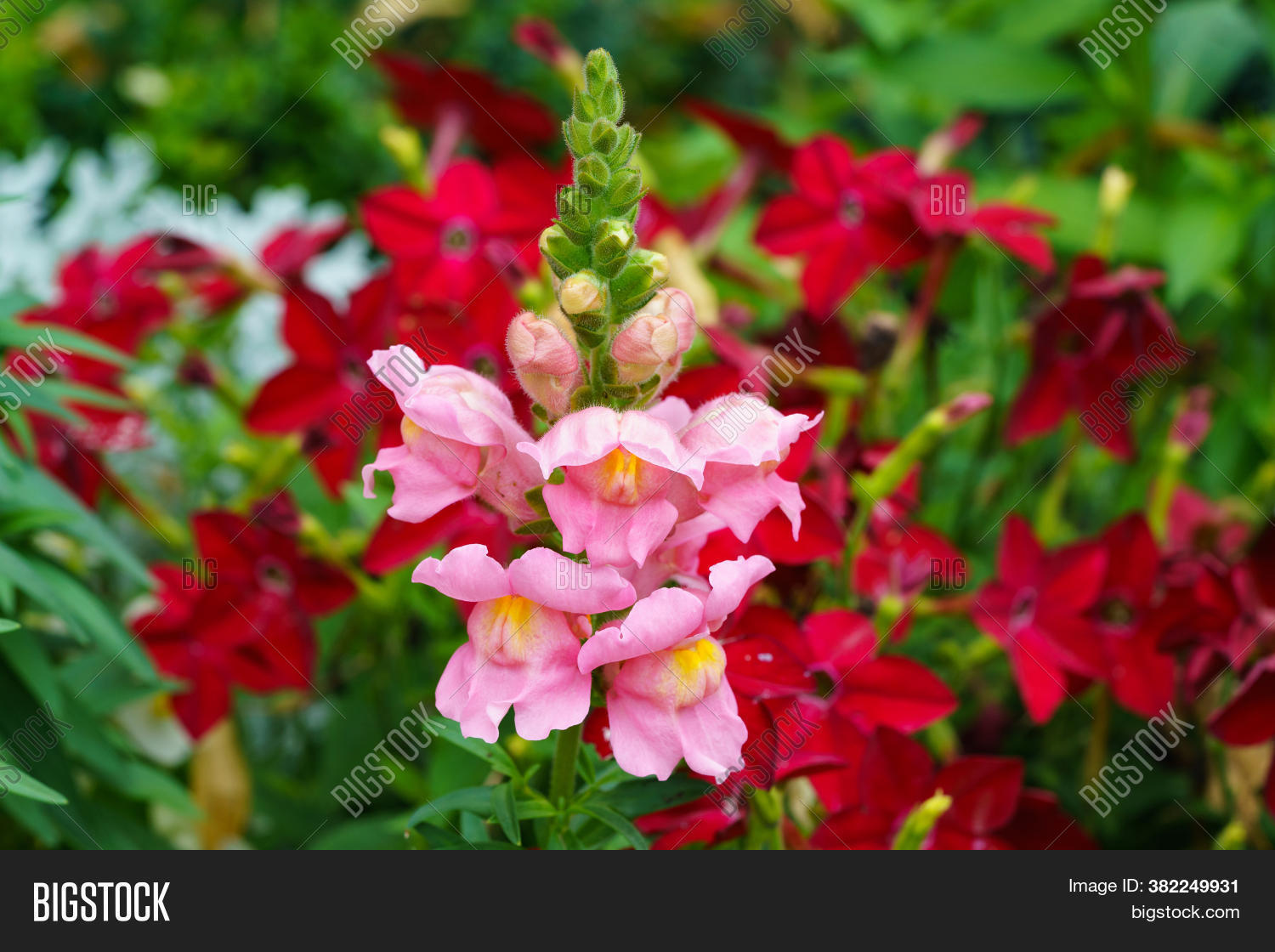Pink Snapdragon Image & Photo (Free Trial) | Bigstock