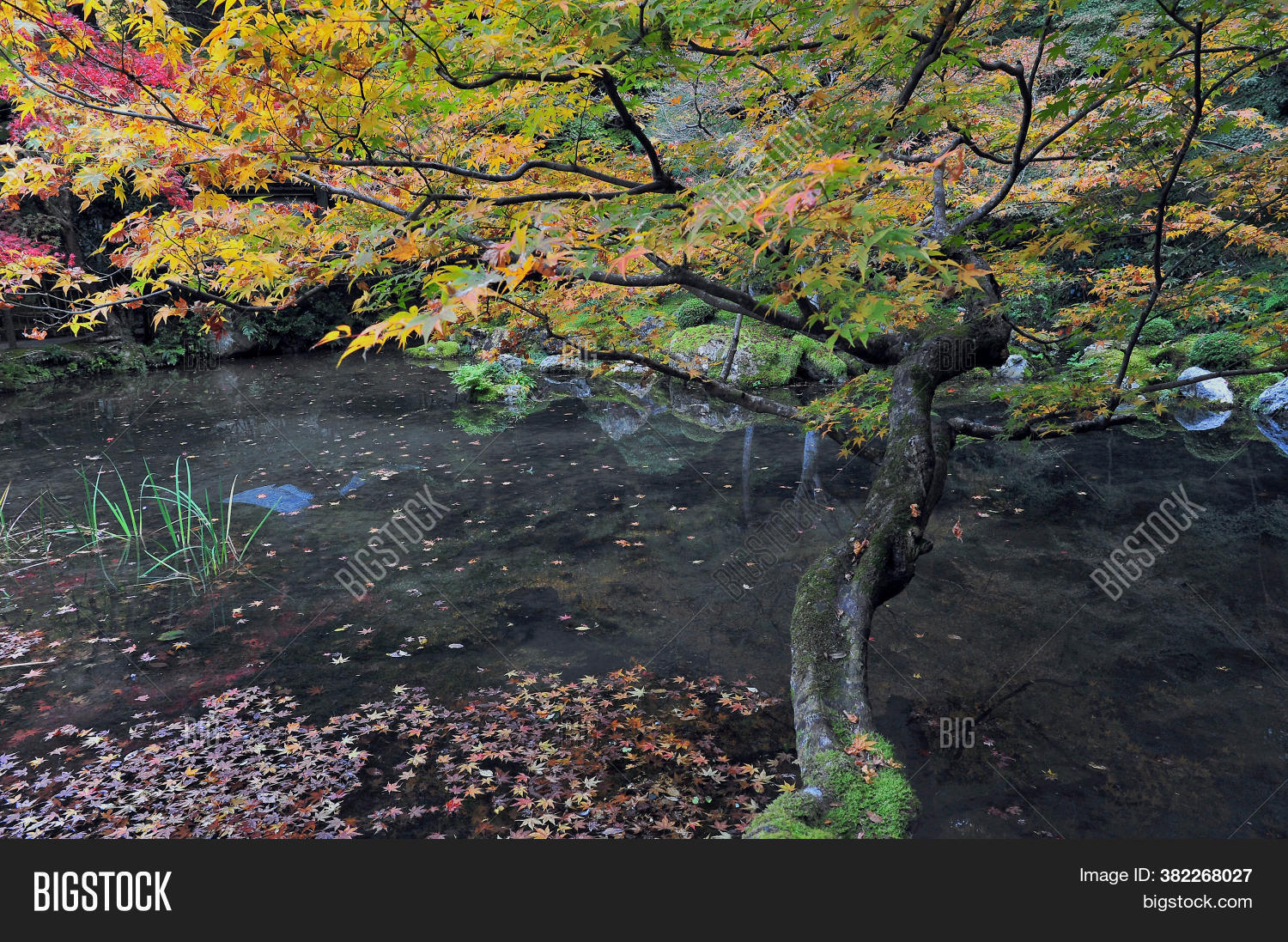 Beautiful Maple Tree Image & Photo (Free Trial) | Bigstock