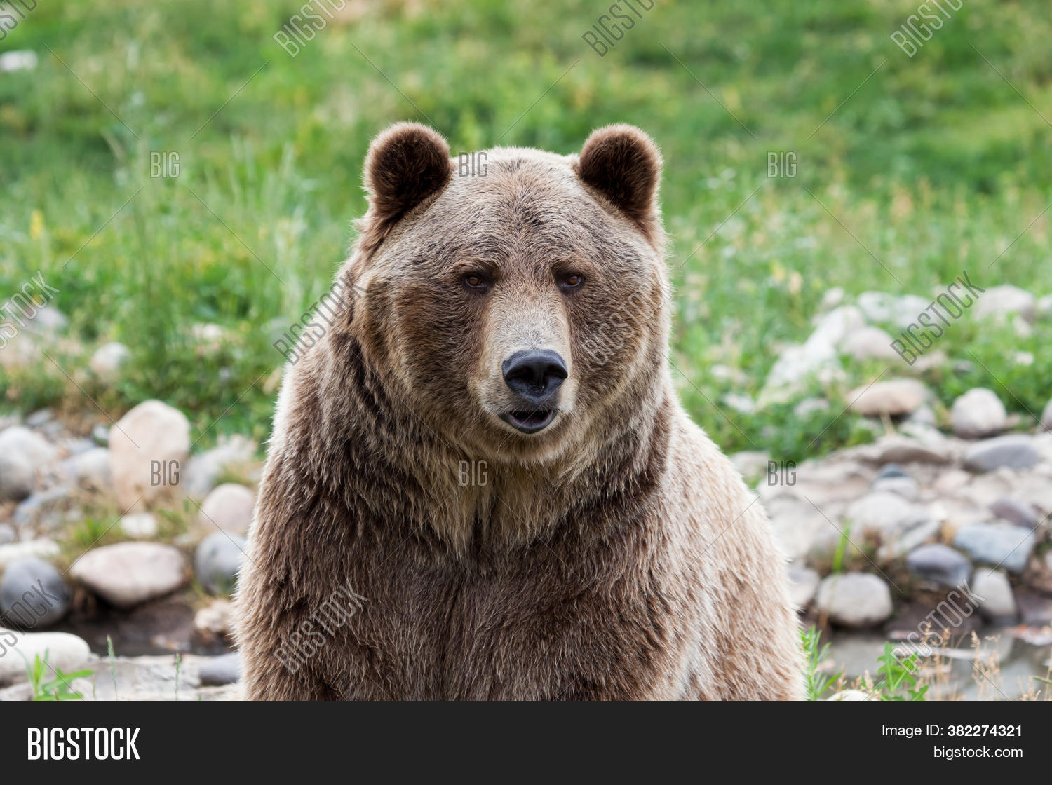 Large Male Grizzly Image & Photo (Free Trial) | Bigstock