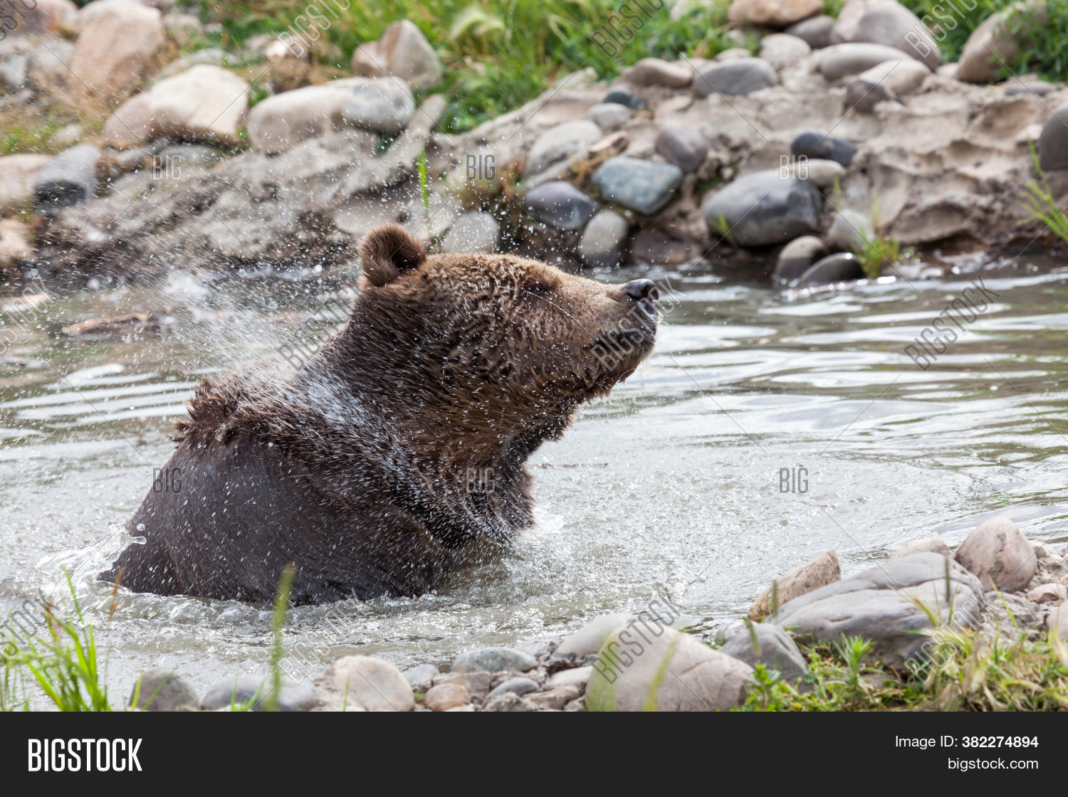 Large Grizzly Bear Image & Photo (Free Trial) | Bigstock