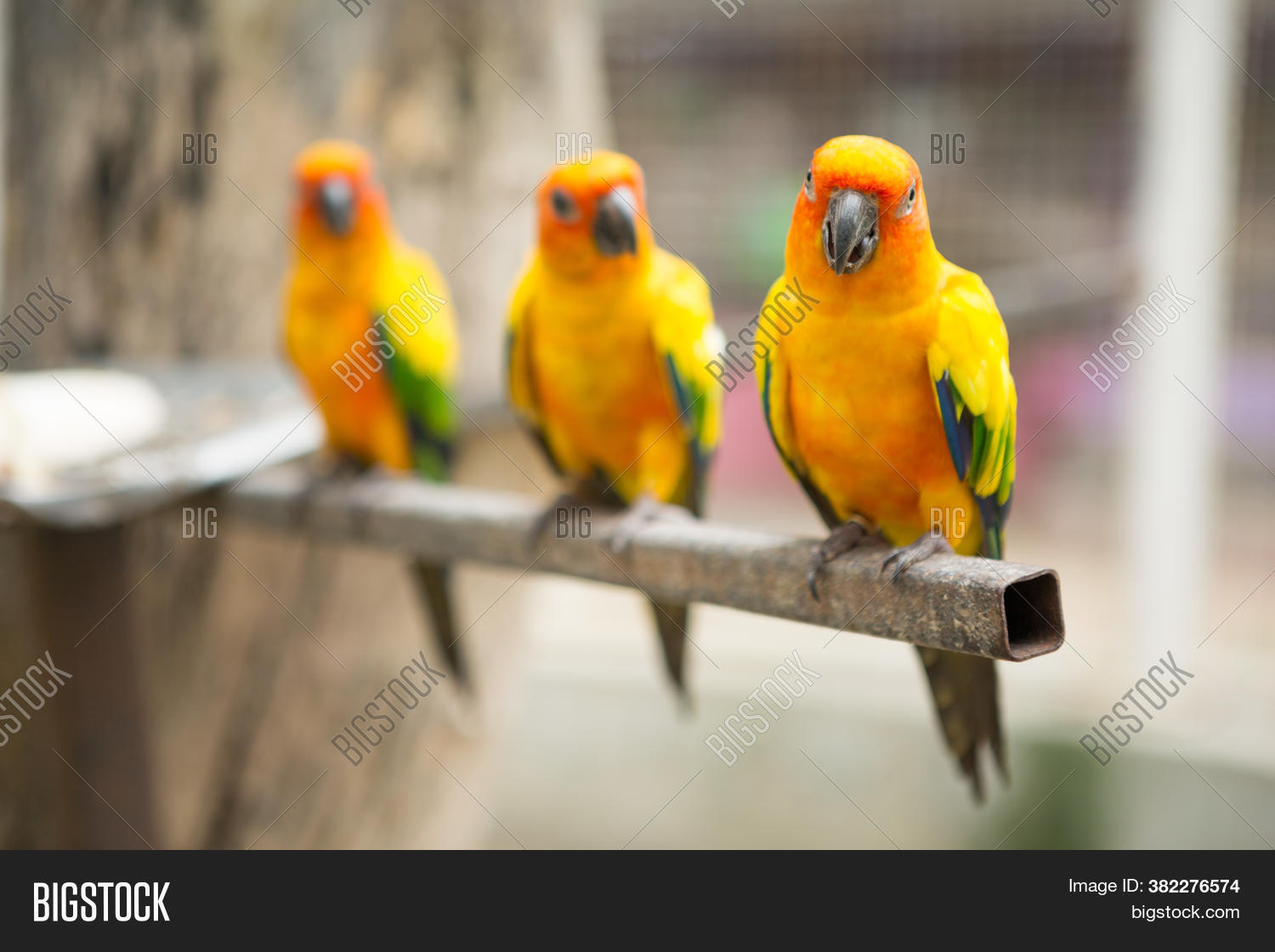 Beautiful Sun Conure Image & Photo (Free Trial) | Bigstock