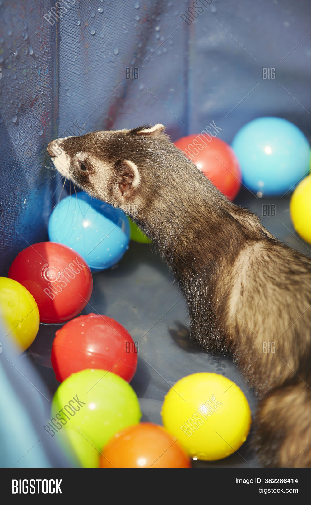 Ferret Playing Summer Image & Photo (Free Trial) | Bigstock