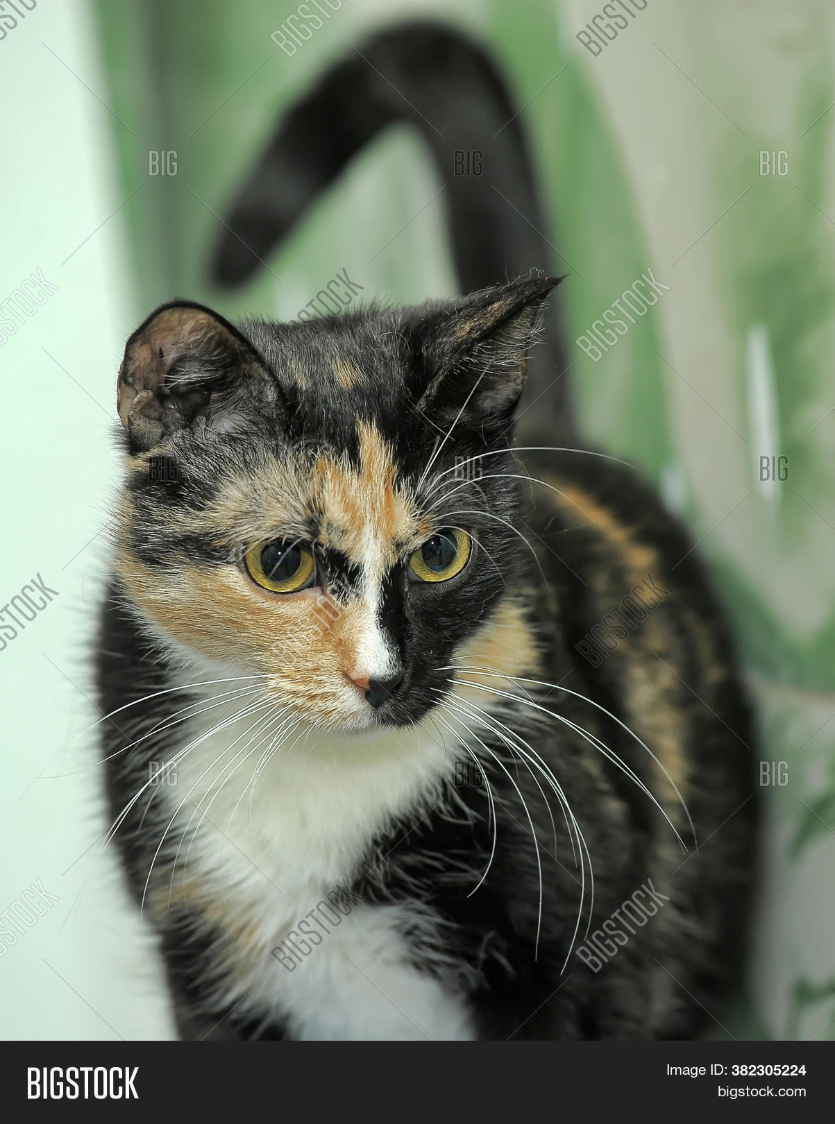 Shorthair Cat Yellow Image & Photo (Free Trial) | Bigstock