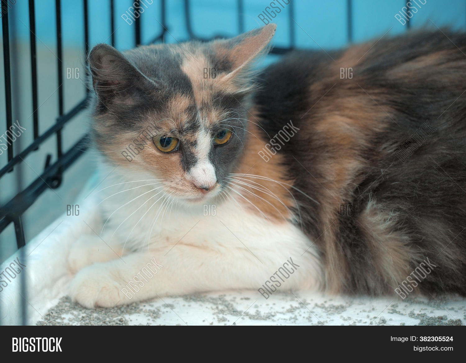 Caged Cat Shelter Image & Photo (Free Trial) | Bigstock