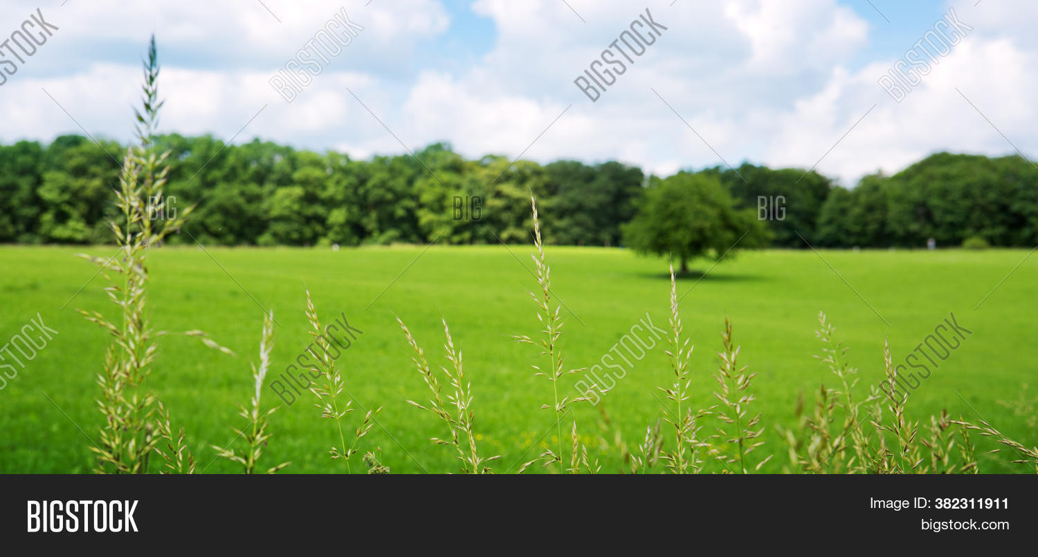 Summer Landscape Trees Image & Photo (Free Trial) | Bigstock