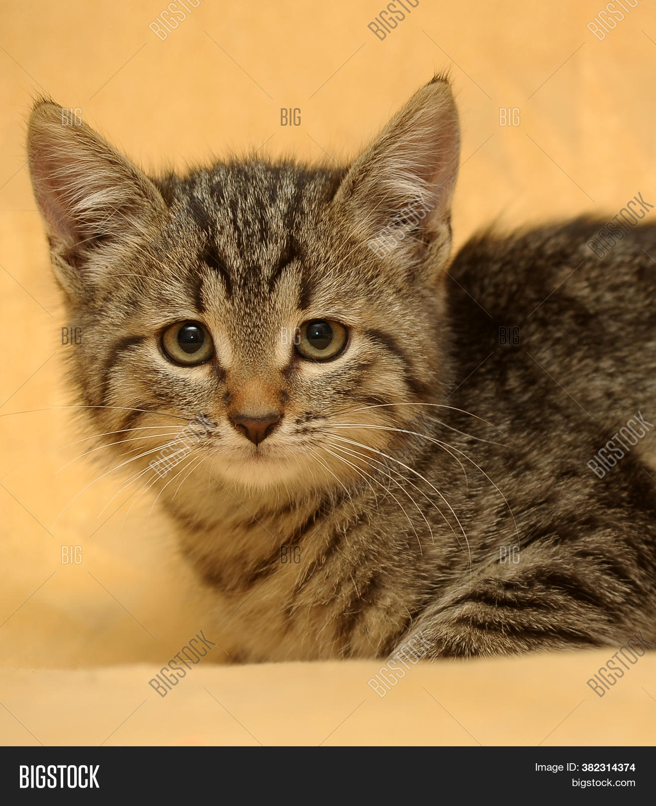 Little Funny Striped Image & Photo (Free Trial) | Bigstock