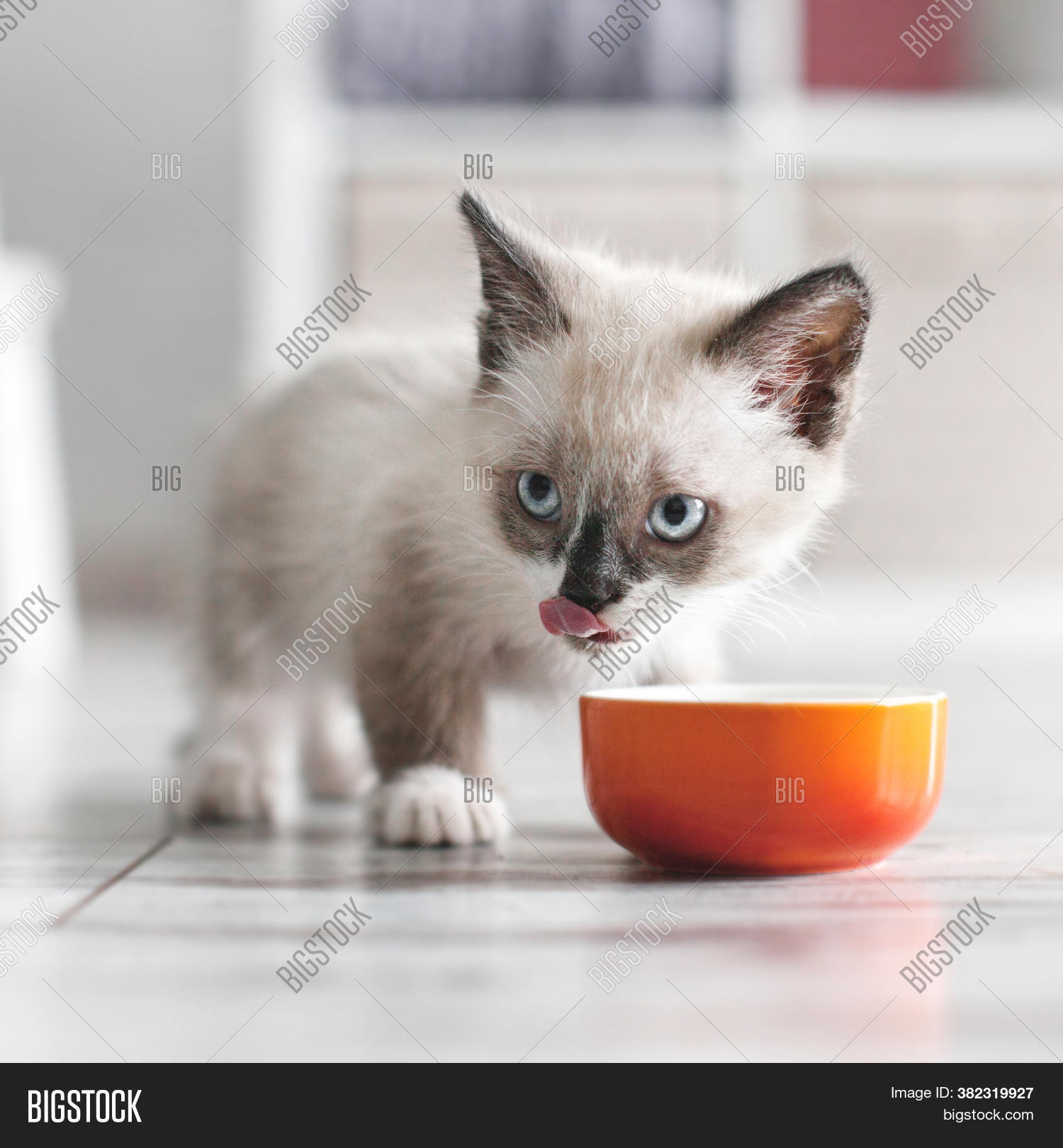 Cut Cat Eating Bowl. Image & Photo (Free Trial) | Bigstock