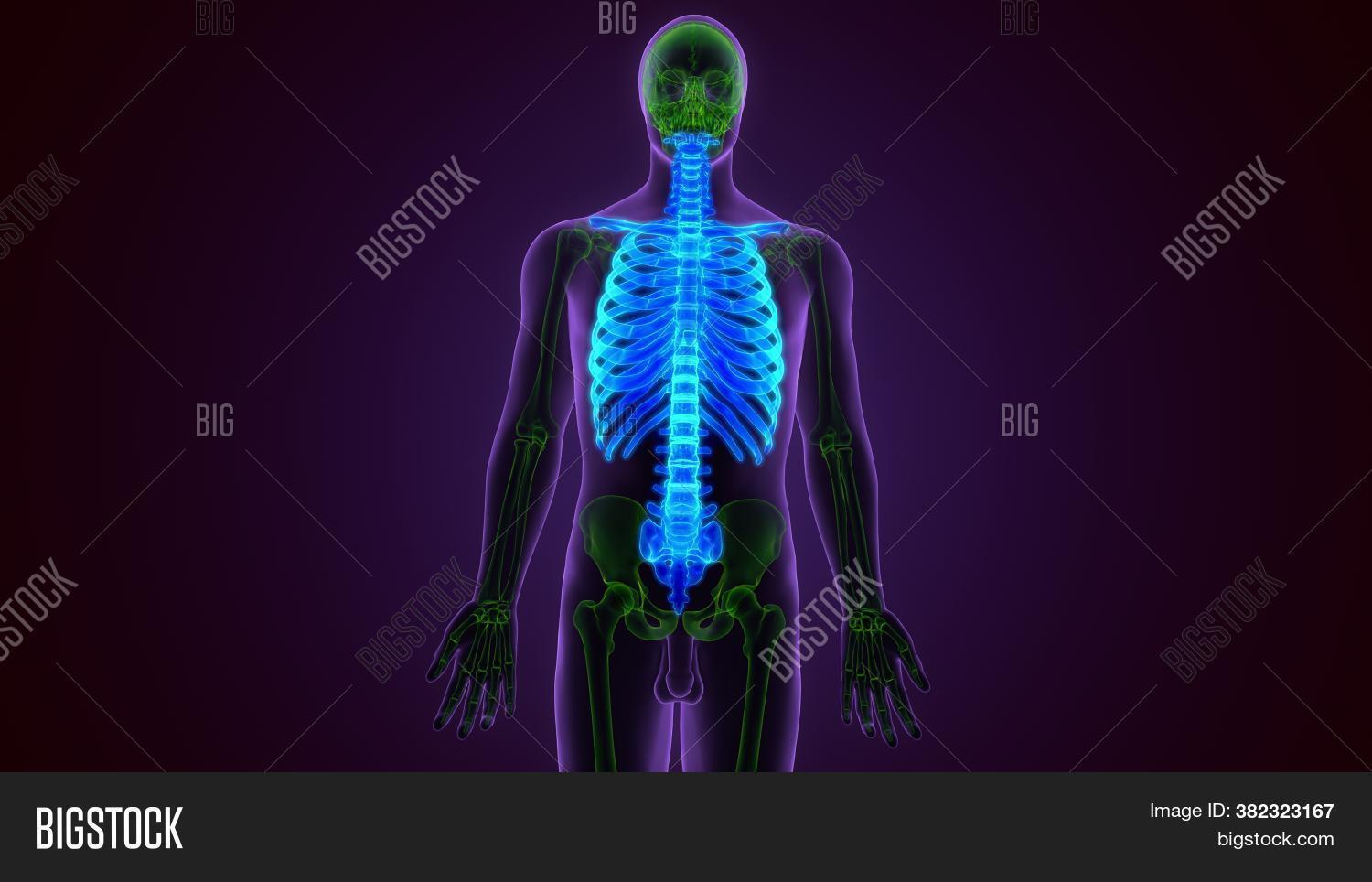 Human Skeleton System Image & Photo (Free Trial) | Bigstock