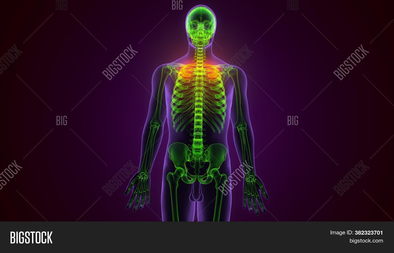 Human Skeleton Anatomy Image & Photo (Free Trial) | Bigstock