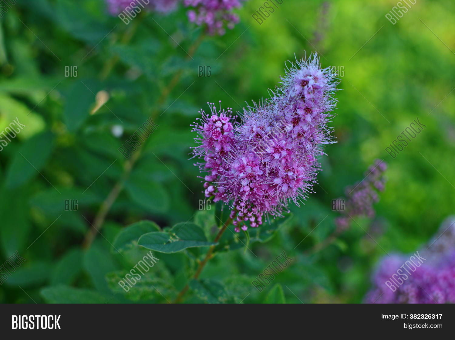 Blossom Hardhack ( Image & Photo (Free Trial) | Bigstock