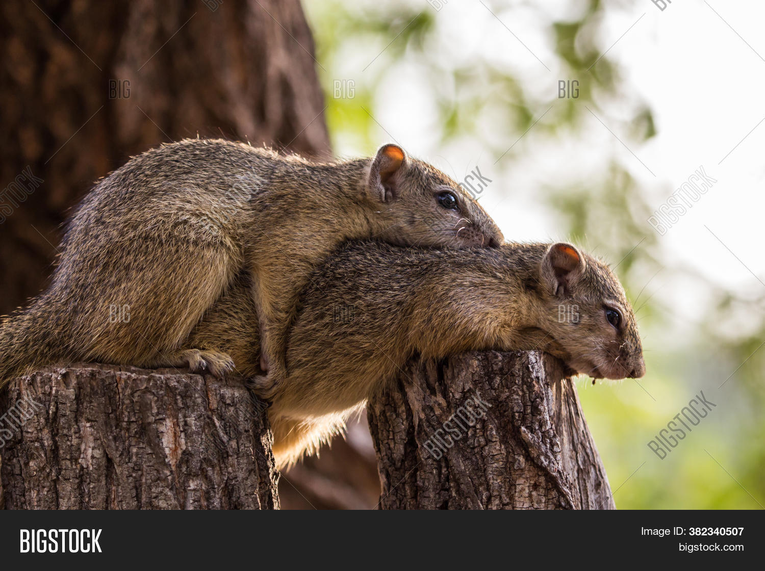 Two Tree Squirrel Image & Photo (Free Trial) | Bigstock