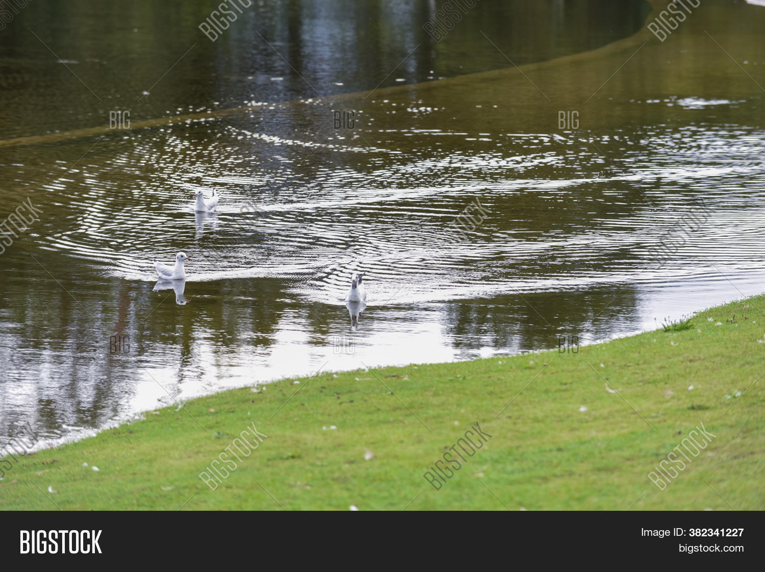 Flood Water Overflows Image & Photo (Free Trial) | Bigstock