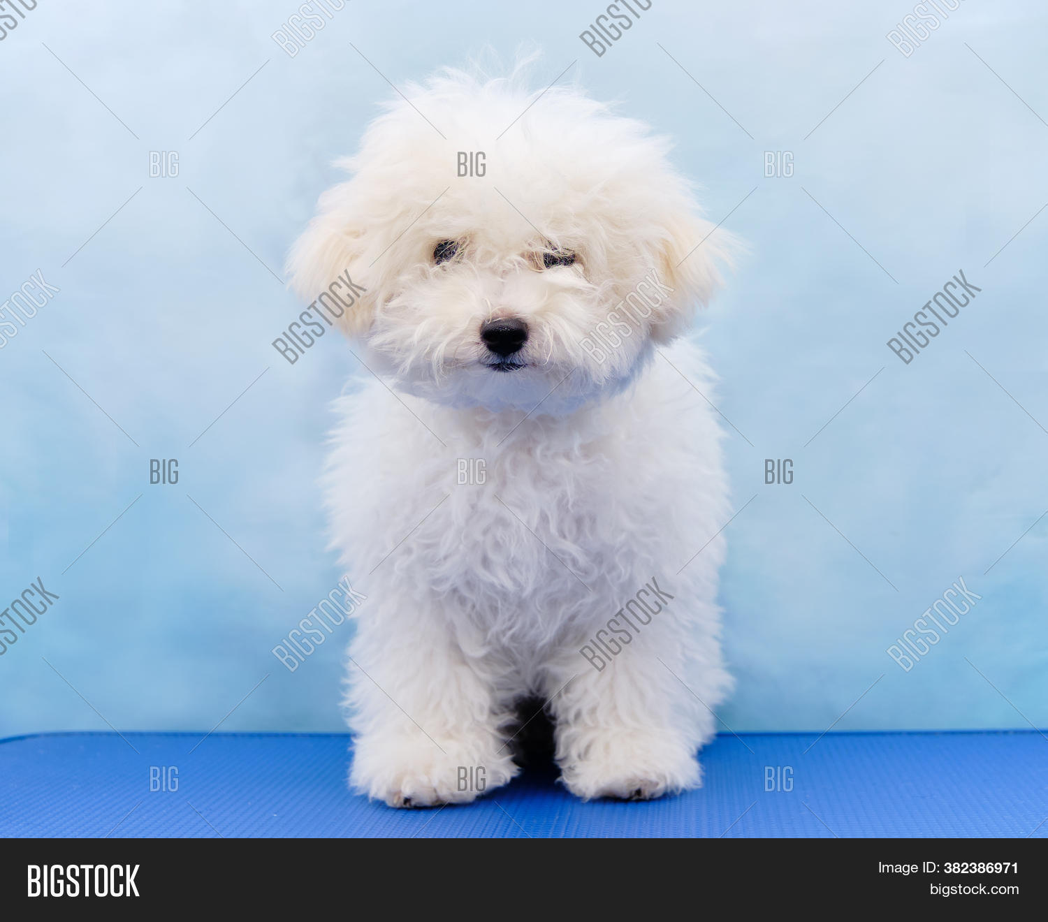Cute Little Bichon Image & Photo (Free Trial) | Bigstock