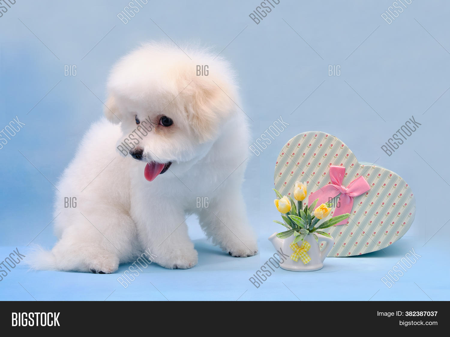 Dog Bichon Frise White Image & Photo (Free Trial) | Bigstock