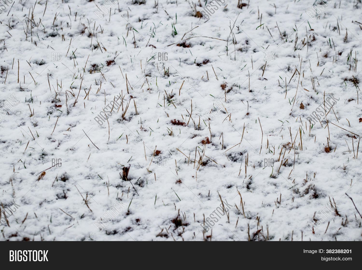 Snow-covered Dry Grass Image & Photo (Free Trial) | Bigstock