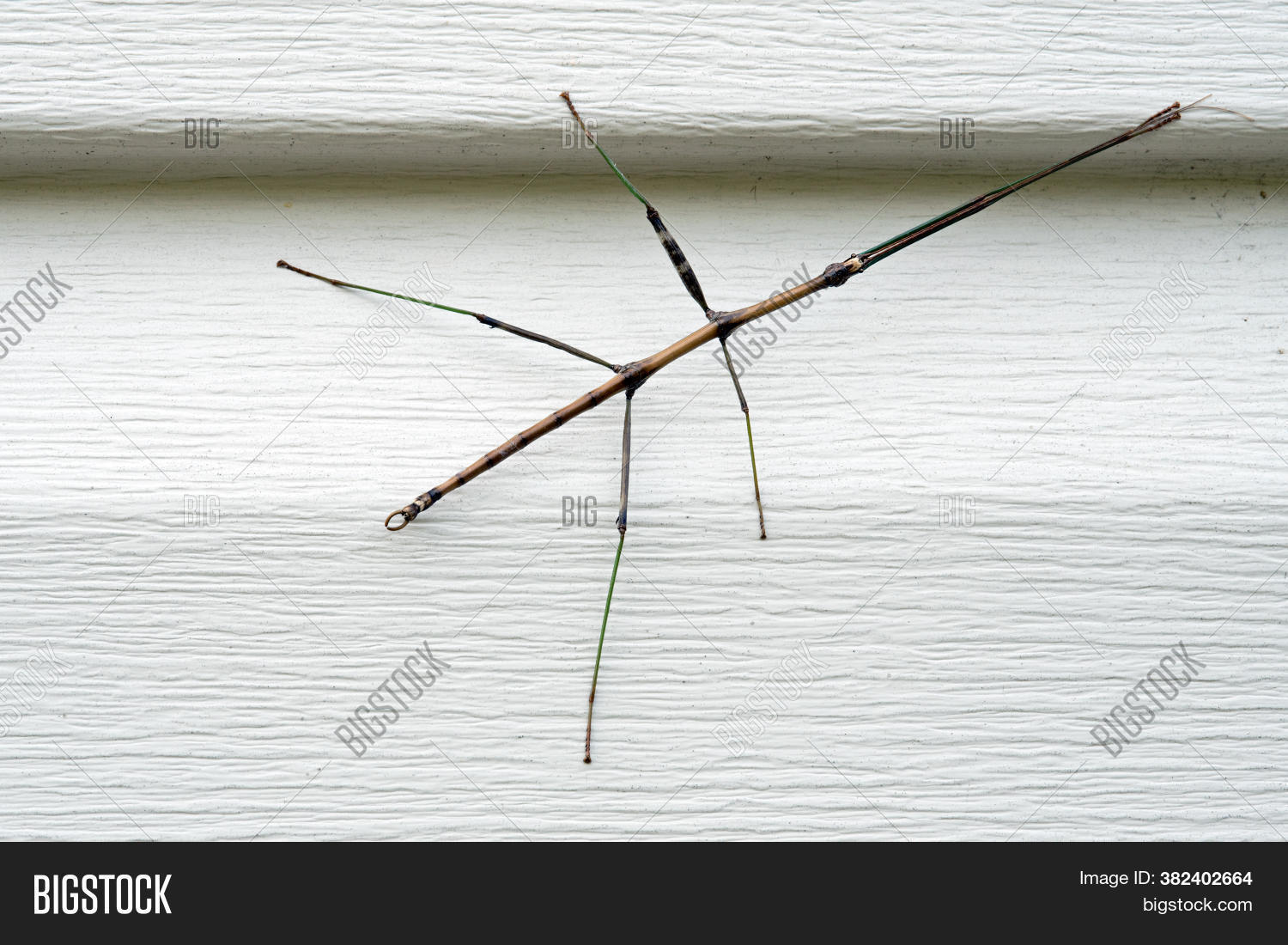 Walking Stick Insect Image & Photo (Free Trial) | Bigstock