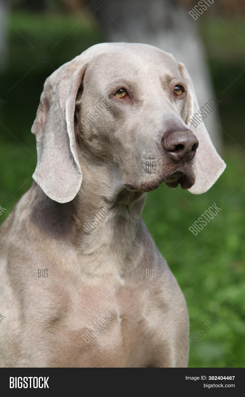 Nice Weimaraner Image & Photo (Free Trial) | Bigstock