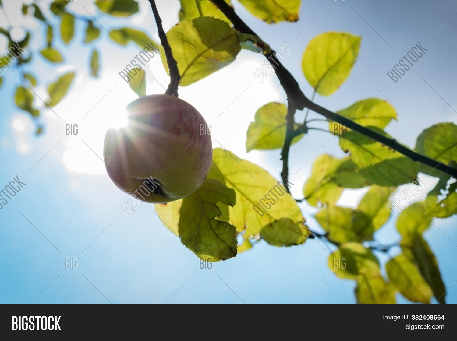Apple Twig. Apple On Image & Photo (Free Trial) | Bigstock