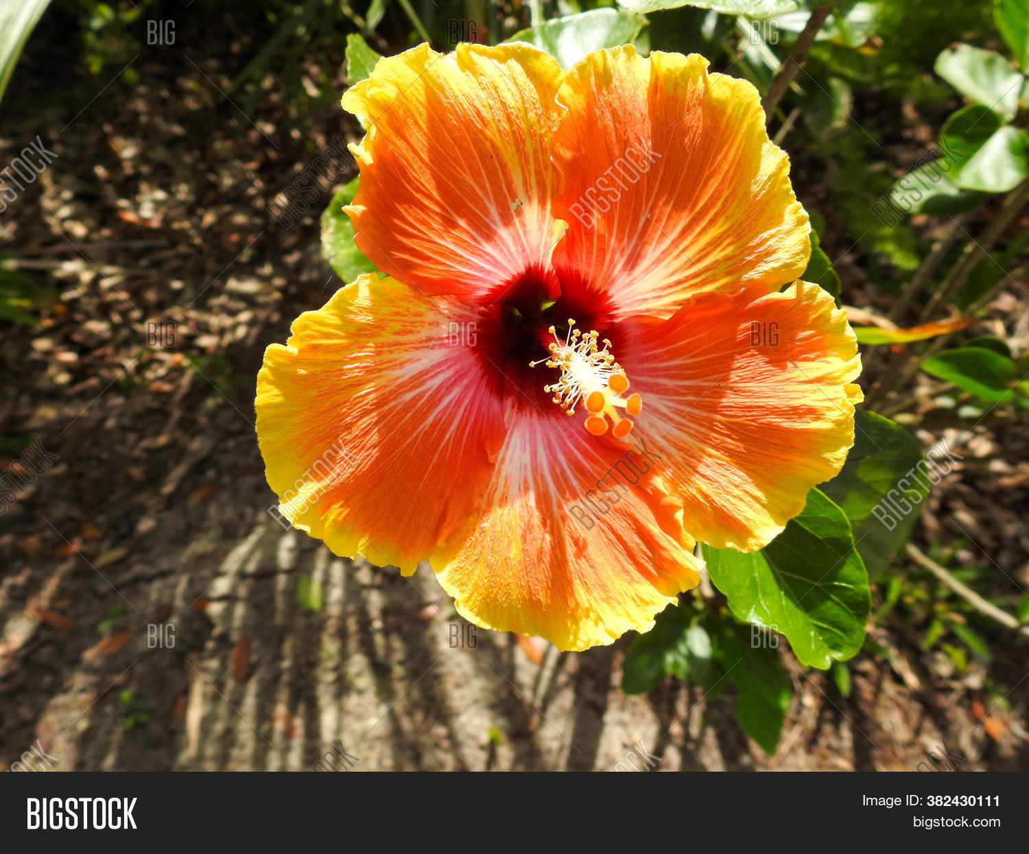 Multicolored Hibiscus Image & Photo (Free Trial) | Bigstock