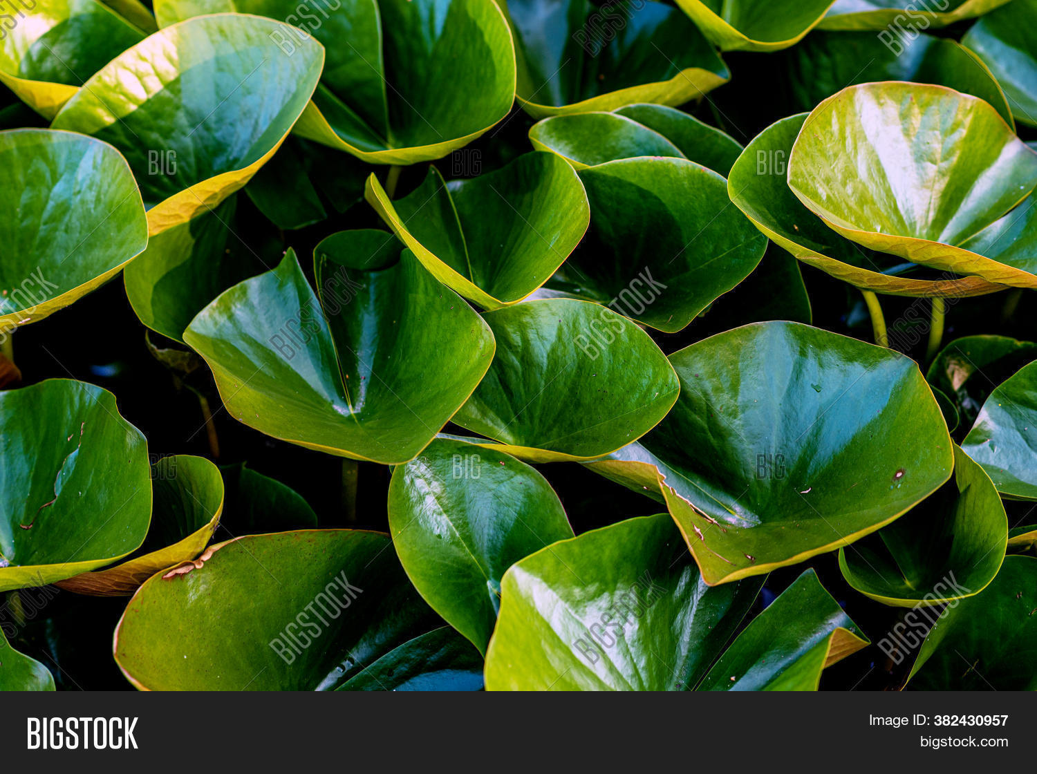 Top View Green Lotus Image & Photo (Free Trial) | Bigstock