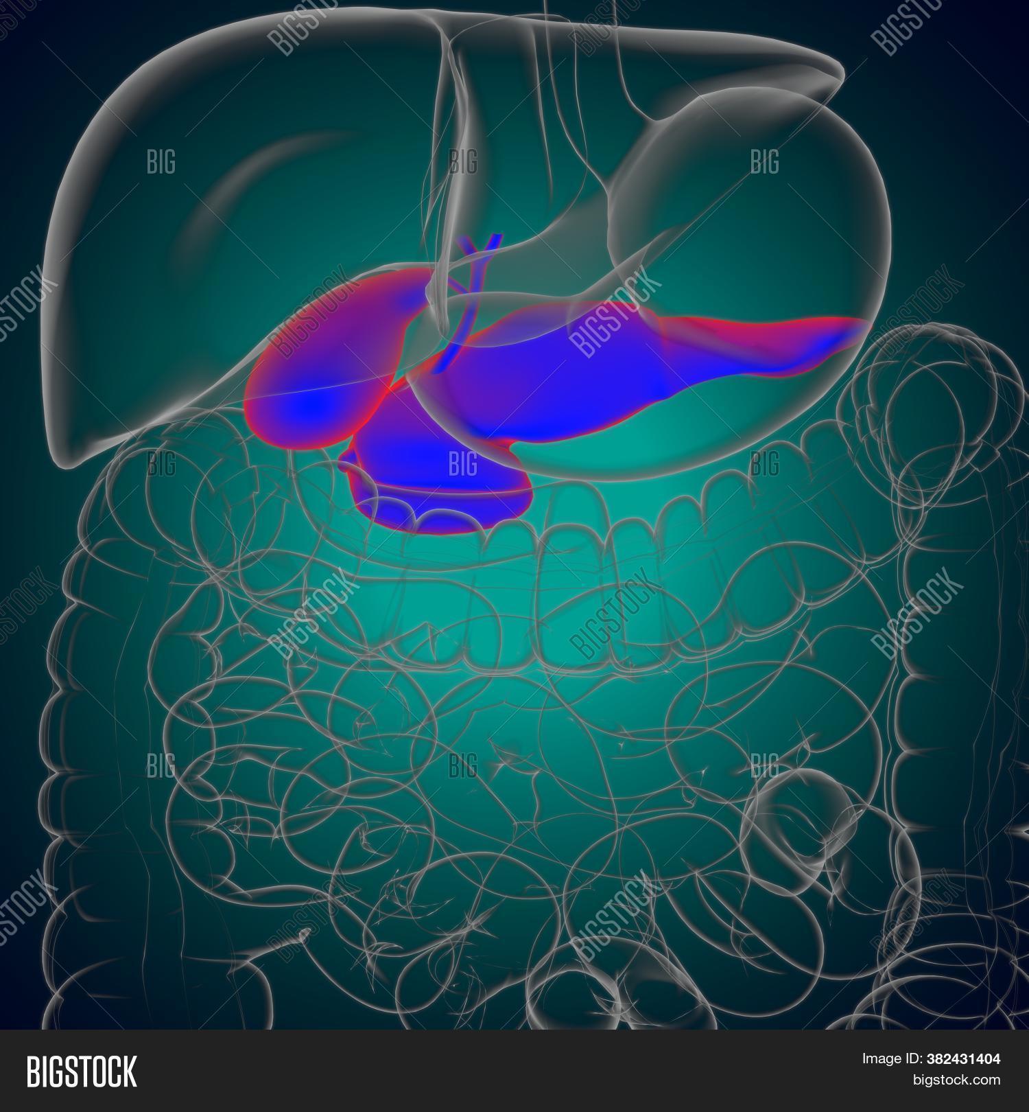 Gall Bladder Human Image & Photo (Free Trial) | Bigstock