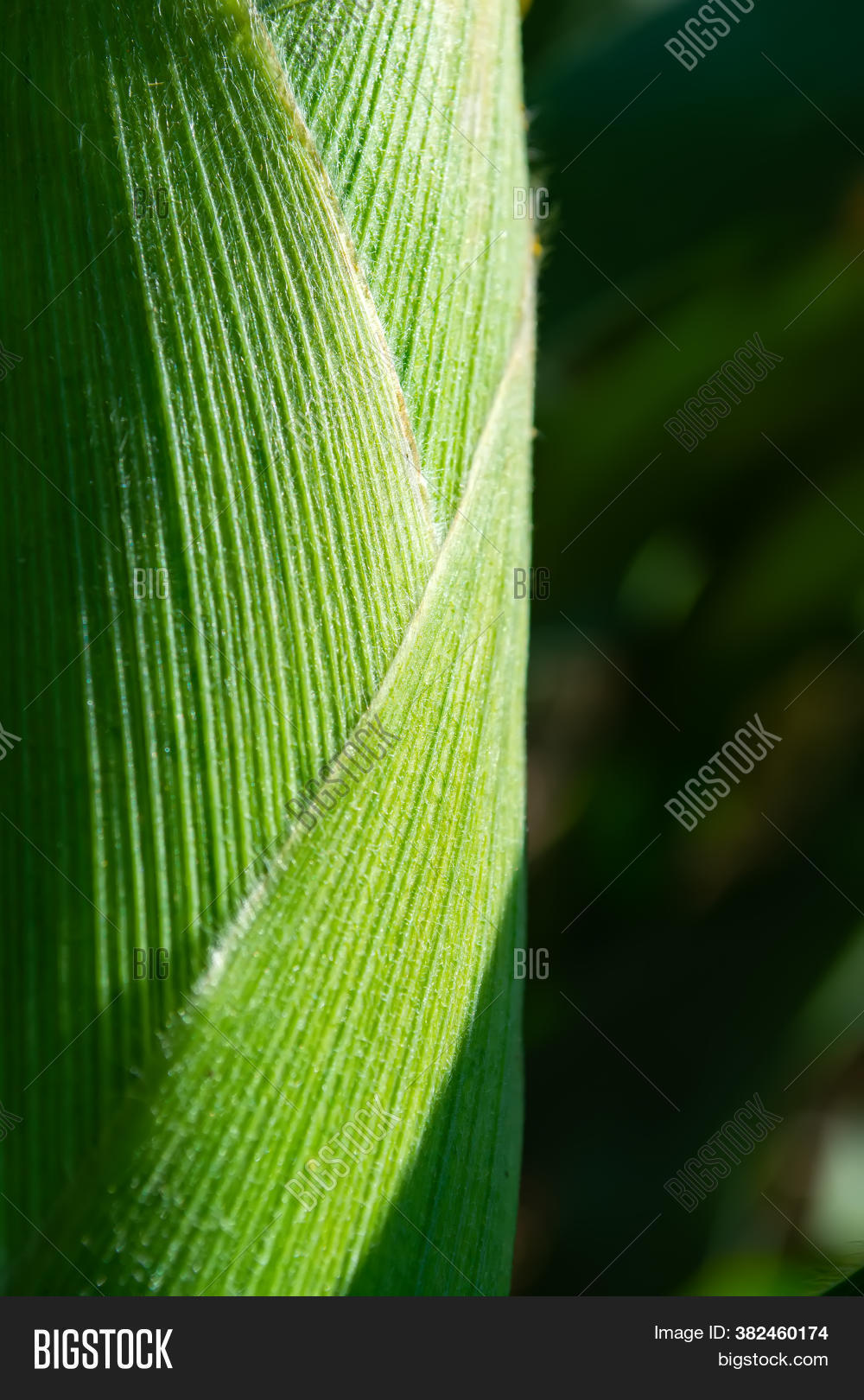 Stump Corn Full Grain Image & Photo (Free Trial) | Bigstock