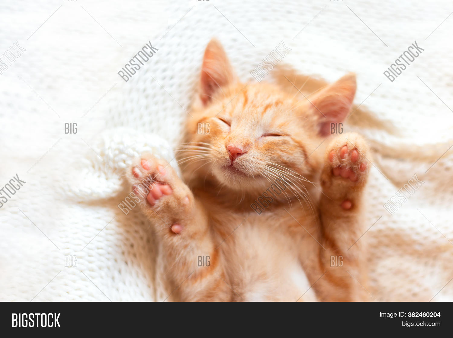 Cute Little Red Kitten Image & Photo (Free Trial) | Bigstock
