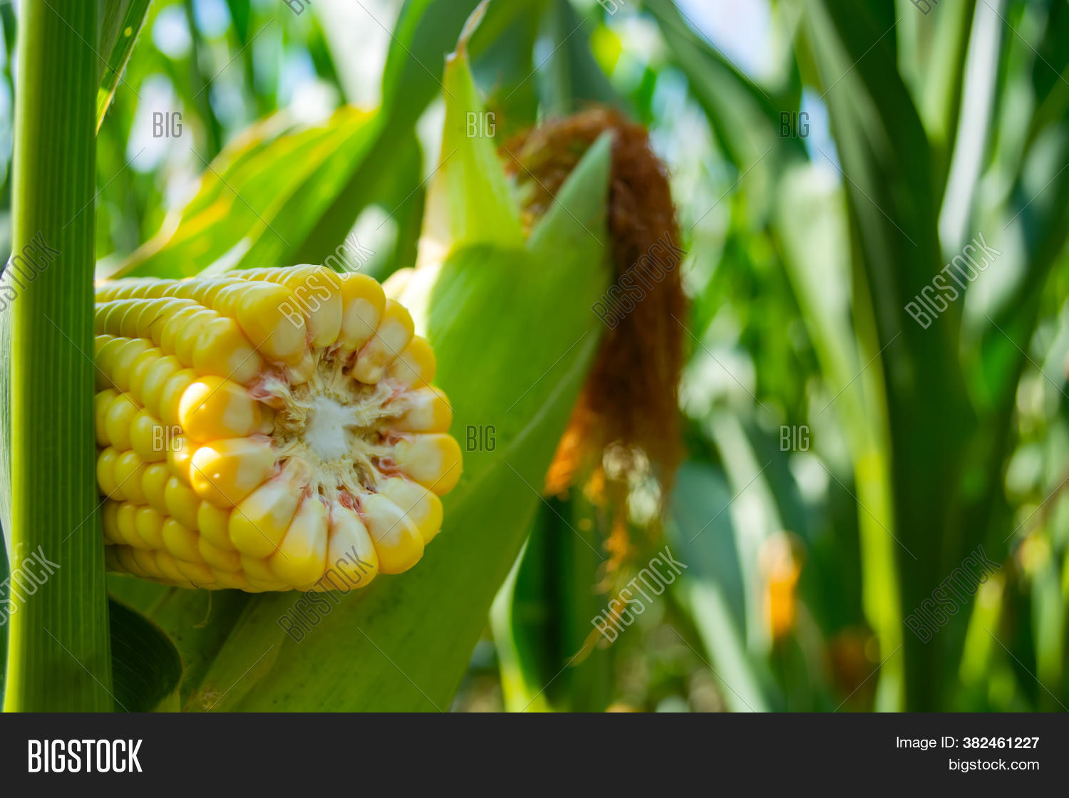 Broken Corn Stalk Thin Image & Photo (Free Trial) | Bigstock