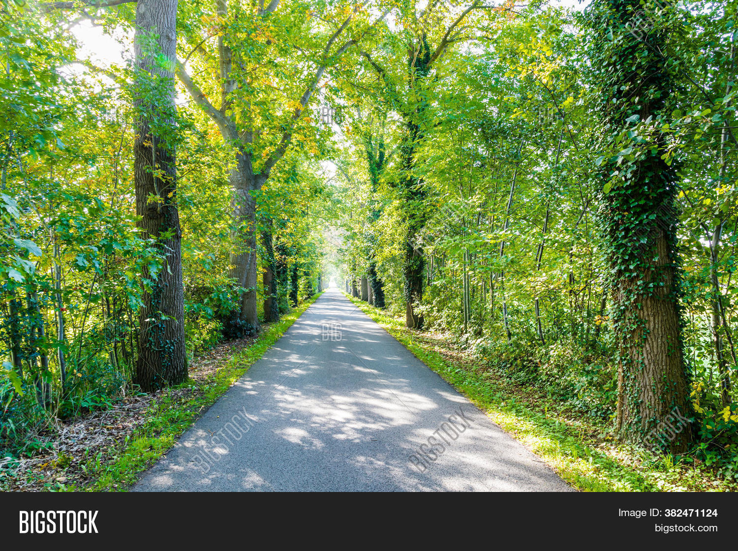 Road Surrounded By Oak Image & Photo (Free Trial) | Bigstock